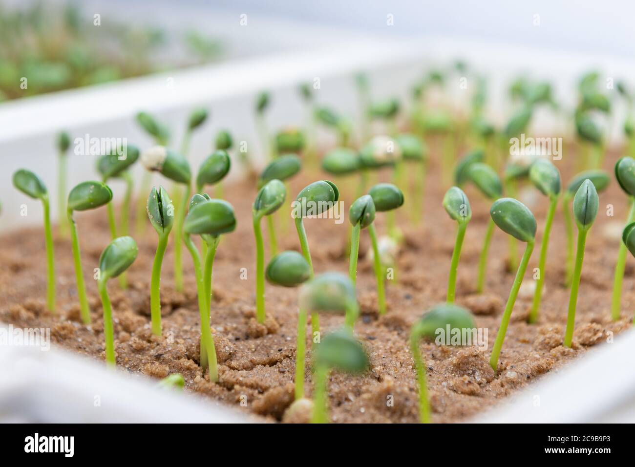 Soybean Seed Germination