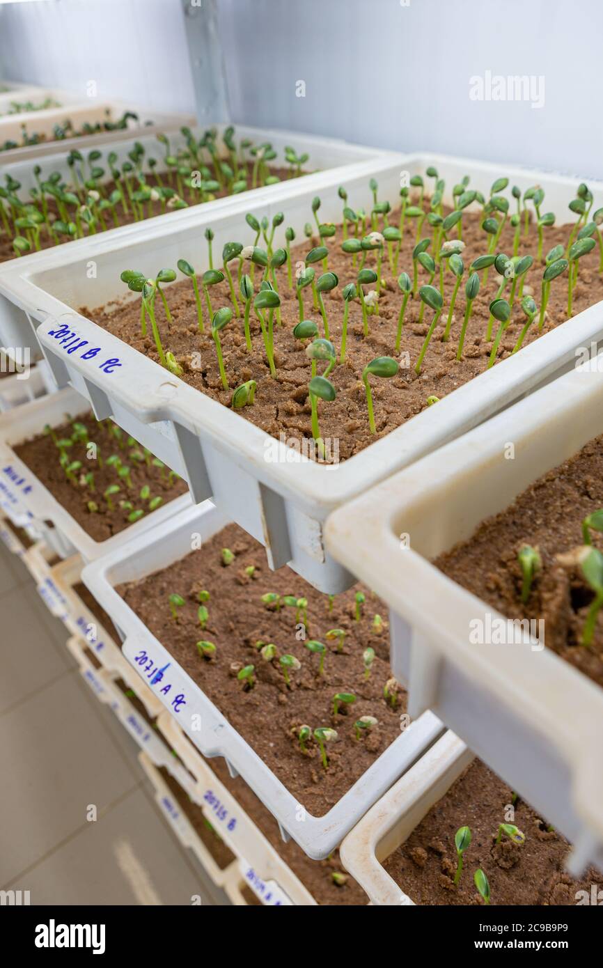 Soybean seed germinating hi-res stock photography and images - Alamy