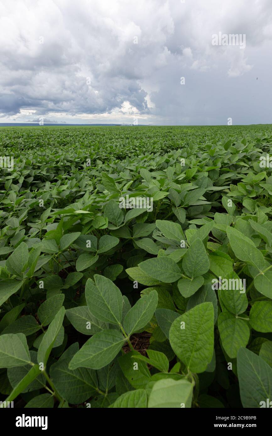 Soy crop field rows on a sunny day with clouds on sky Stock Photo - Alamy
