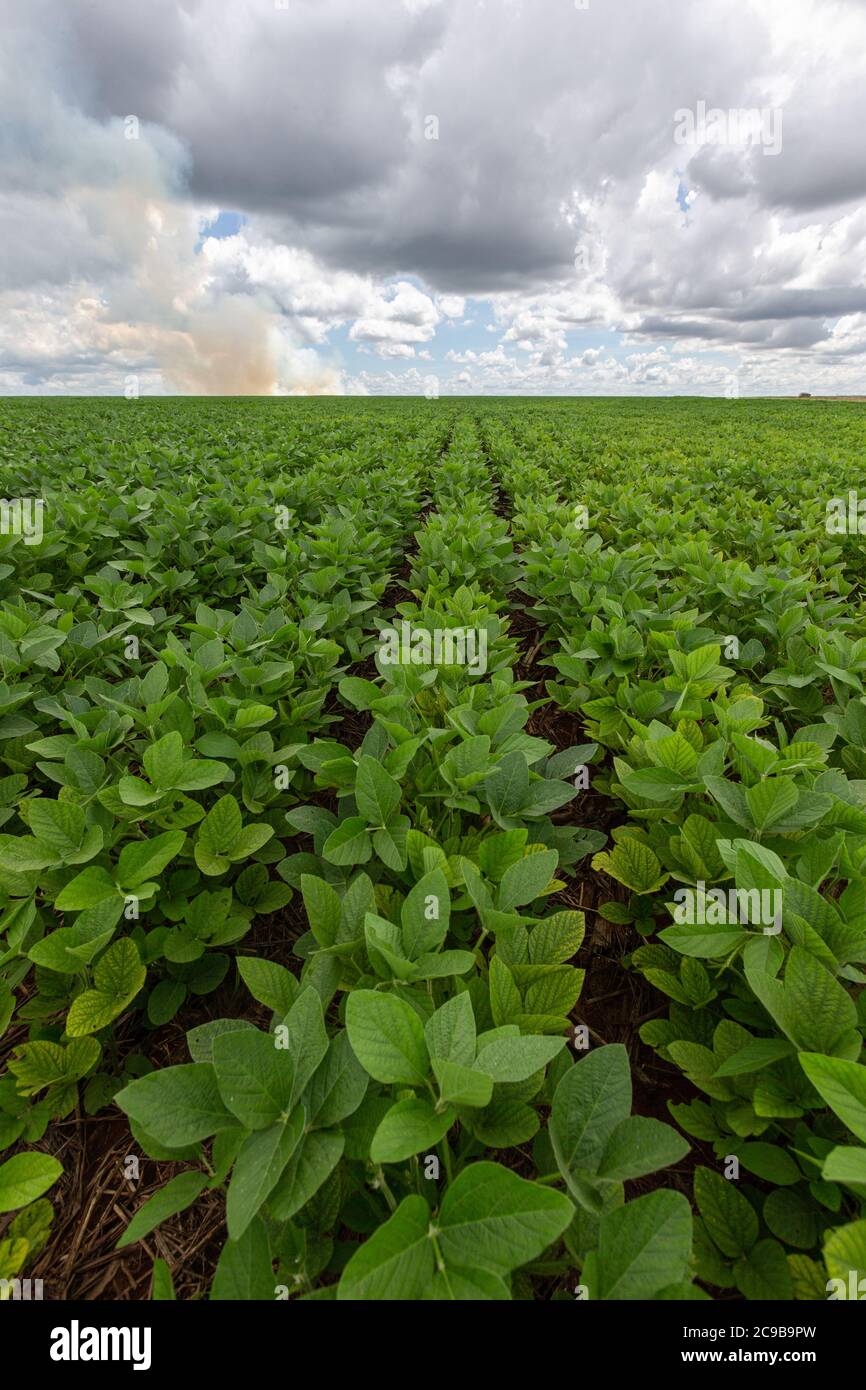 Fire bean plant hi-res stock photography and images - Alamy