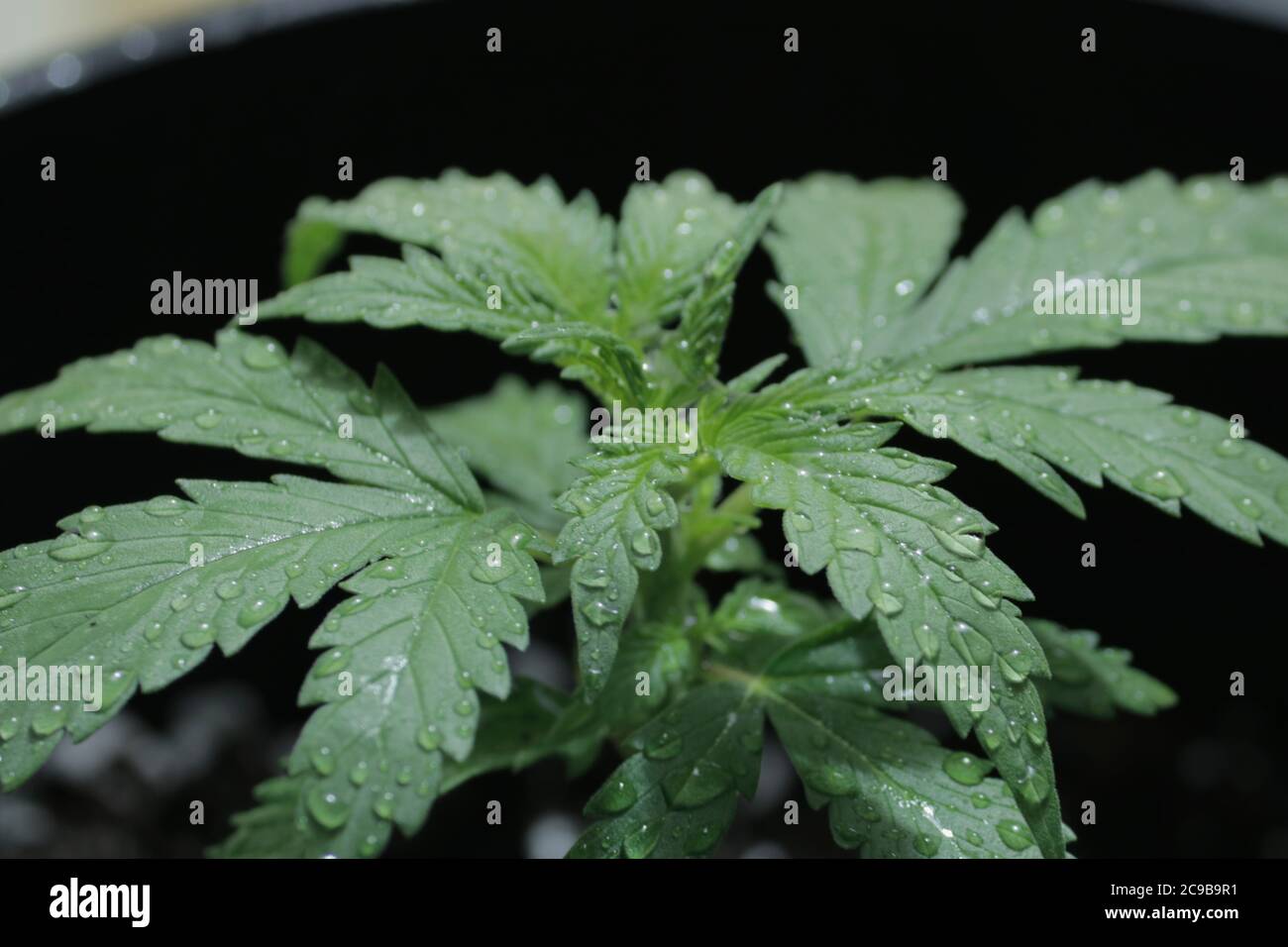 Cannabis marijuana hemp products hi-res stock photography and images ...