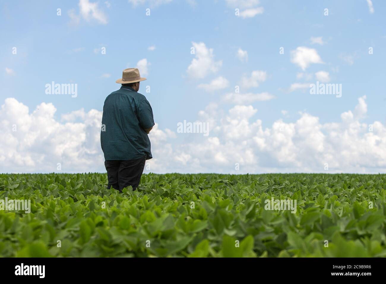 Farmer looking at green crops hi-res stock photography and images - Alamy