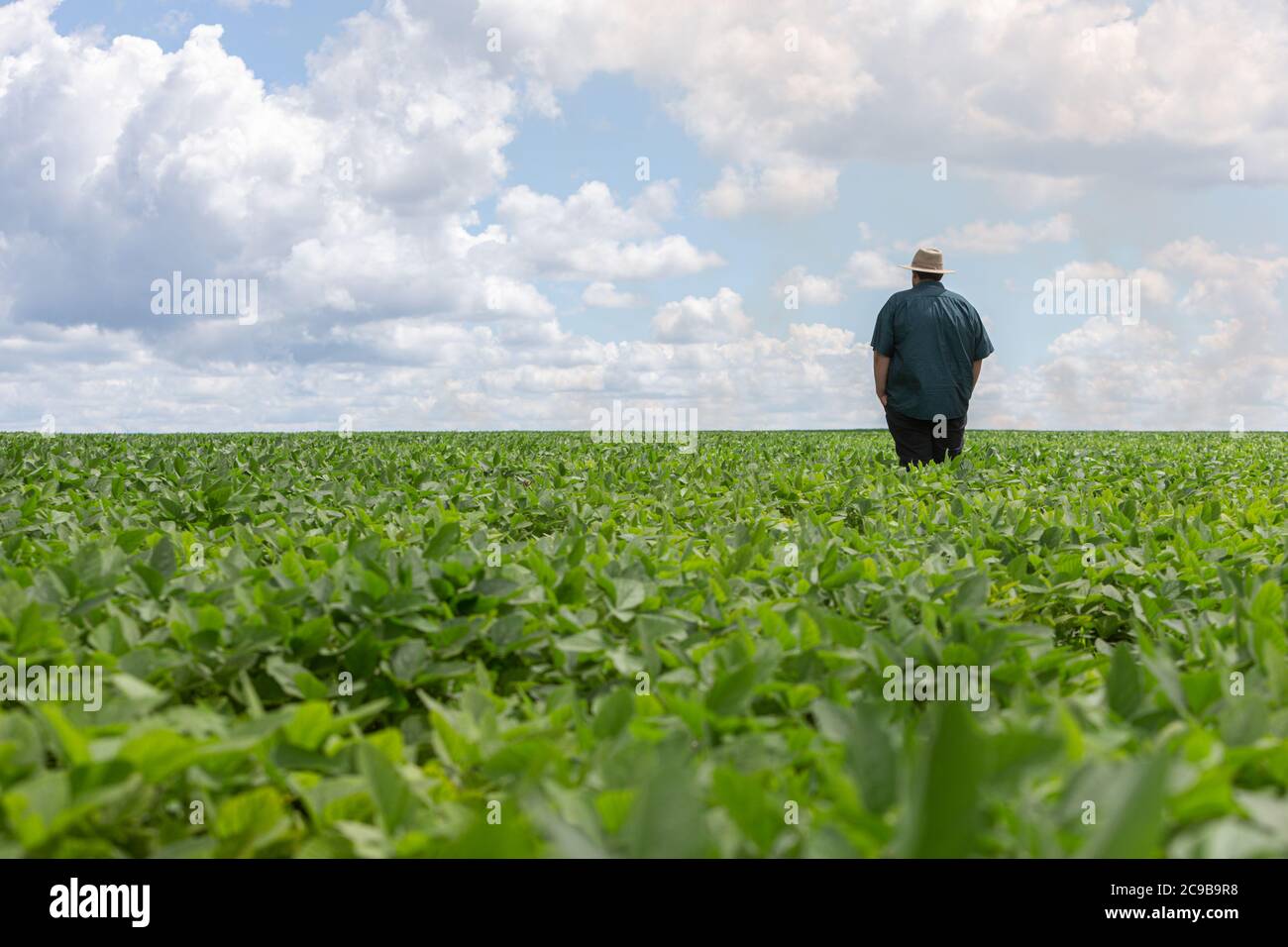 farmer looking over crop field with a beautiful sky on horizon Stock ...