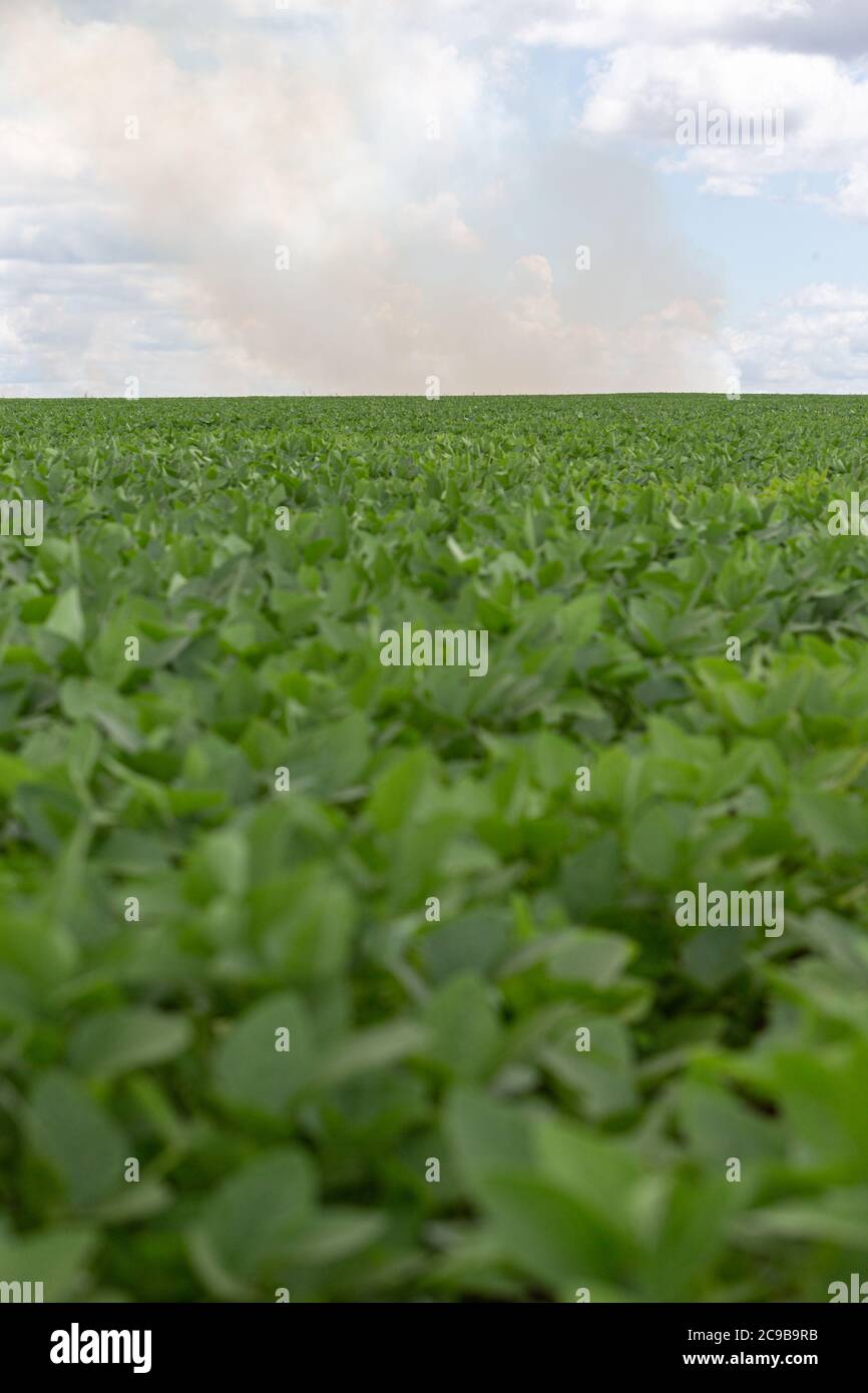 Soy crop fire hi-res stock photography and images - Alamy