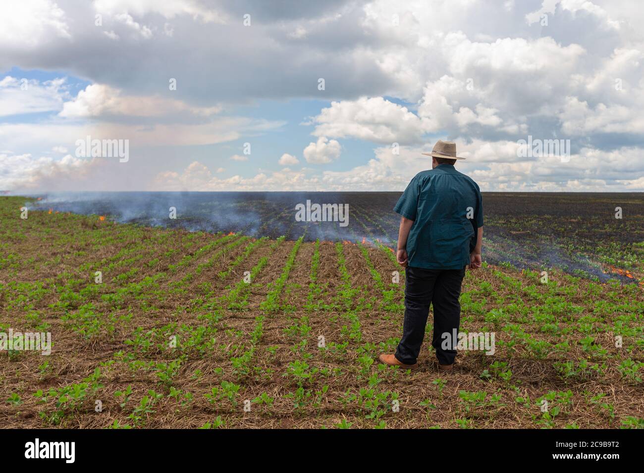 Man standing looking over crops hi-res stock photography and images - Alamy