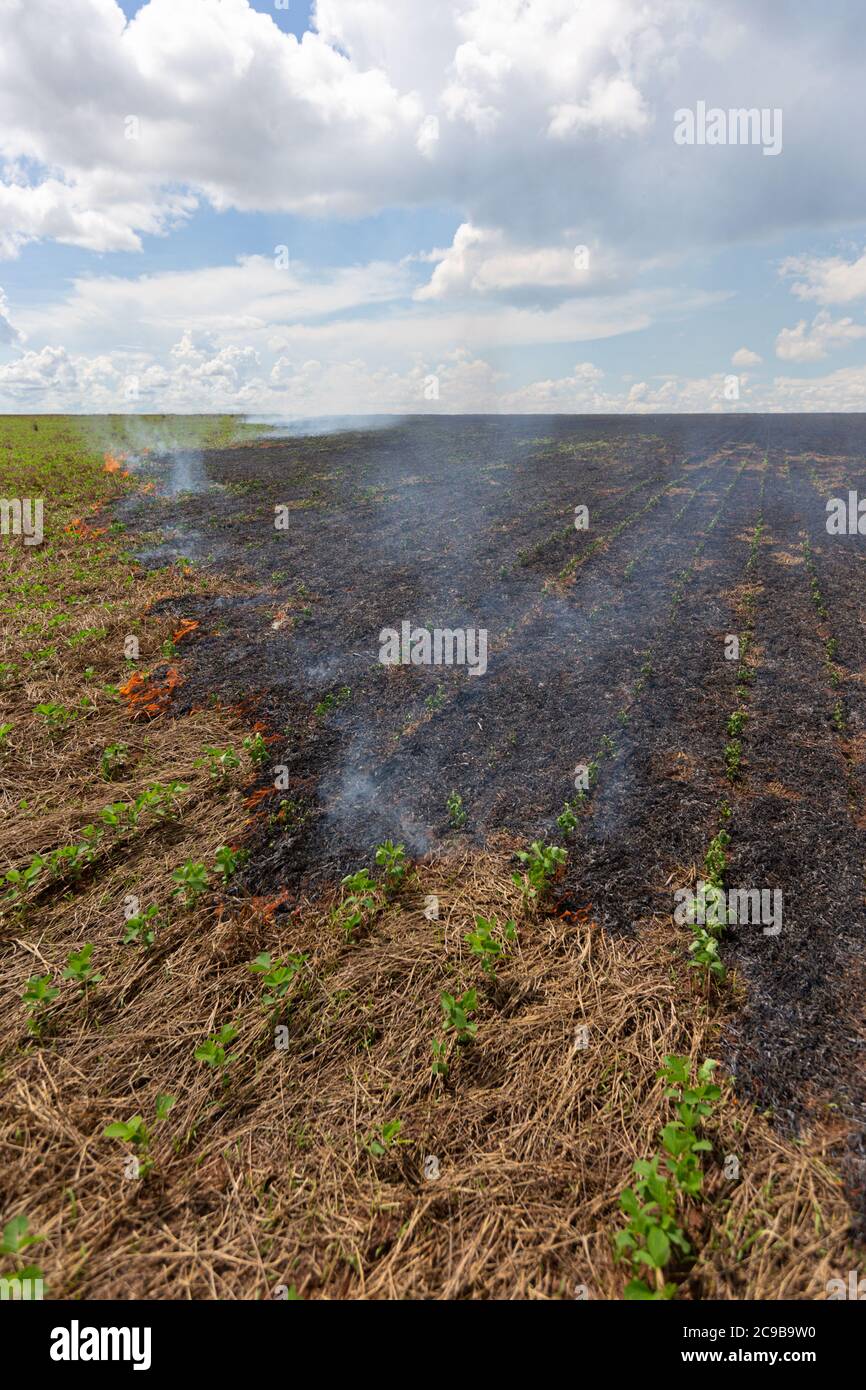 Fire burning on crop field - hot accident lighting bolt Stock Photo - Alamy