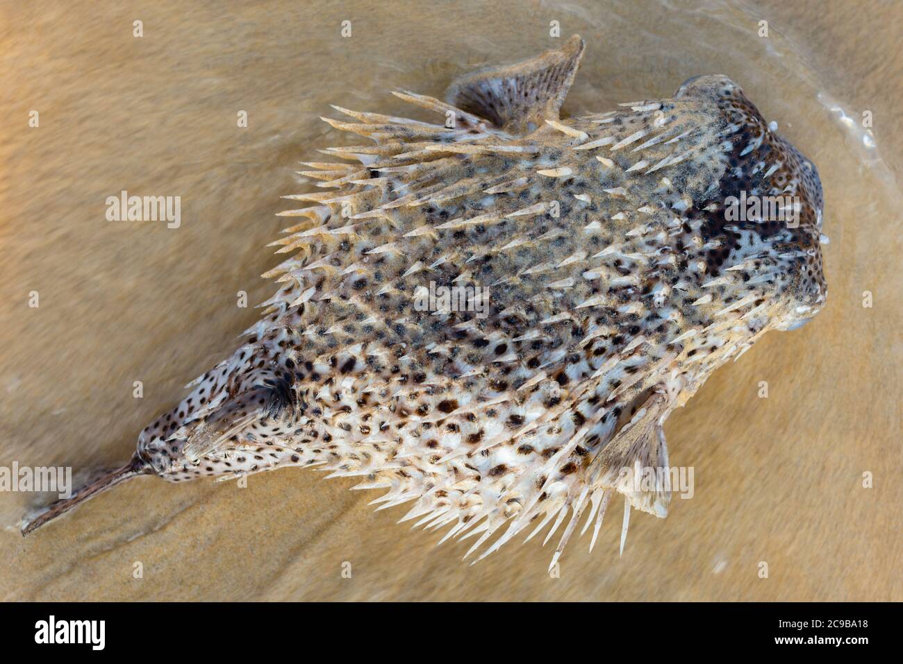 Porcupine Fish Before And After