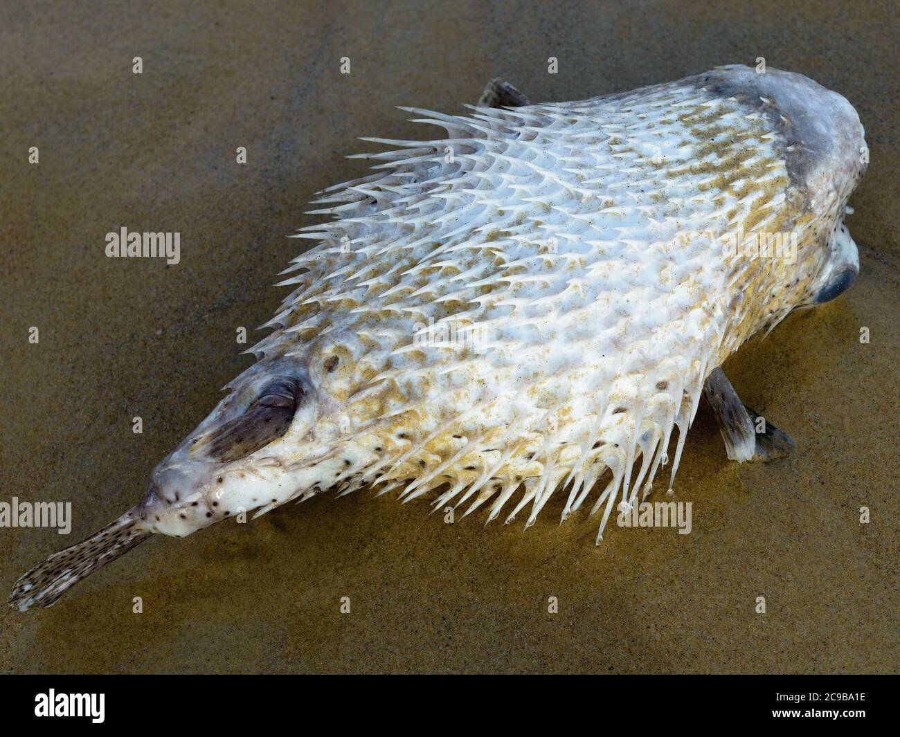 Portrait of dead Pufferfish washed away on the shore Stock Photo - Alamy