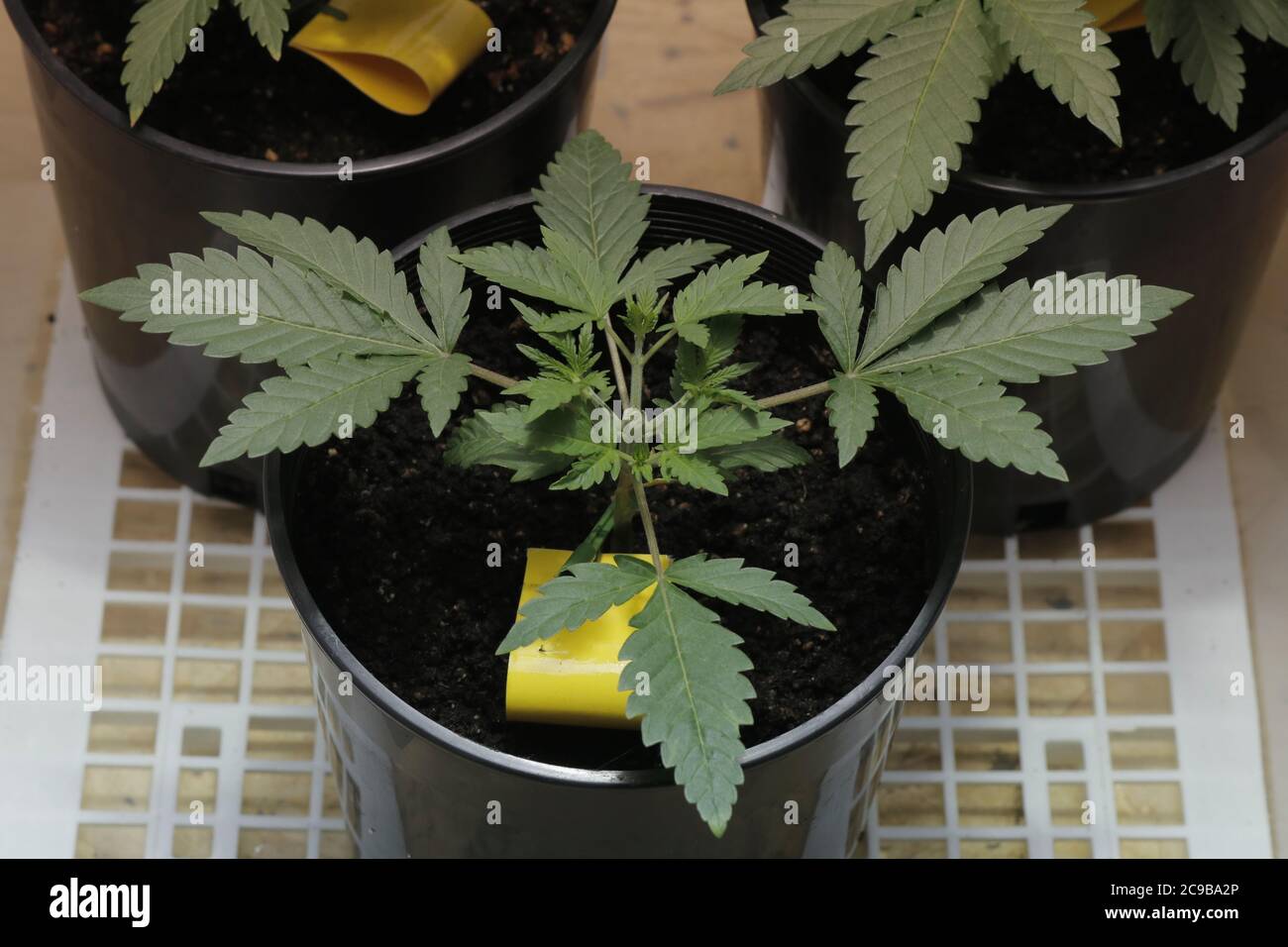 Cannabis marketing strategies hi-res stock photography and images - Alamy
