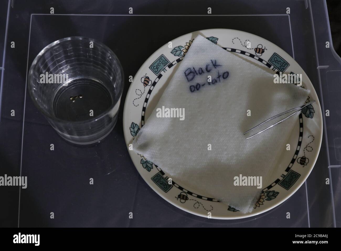 Cannabis paper seedlings hi-res stock photography and images - Alamy