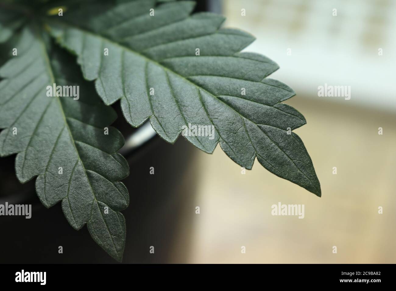 Cannabis marijuana hemp products hi-res stock photography and images ...