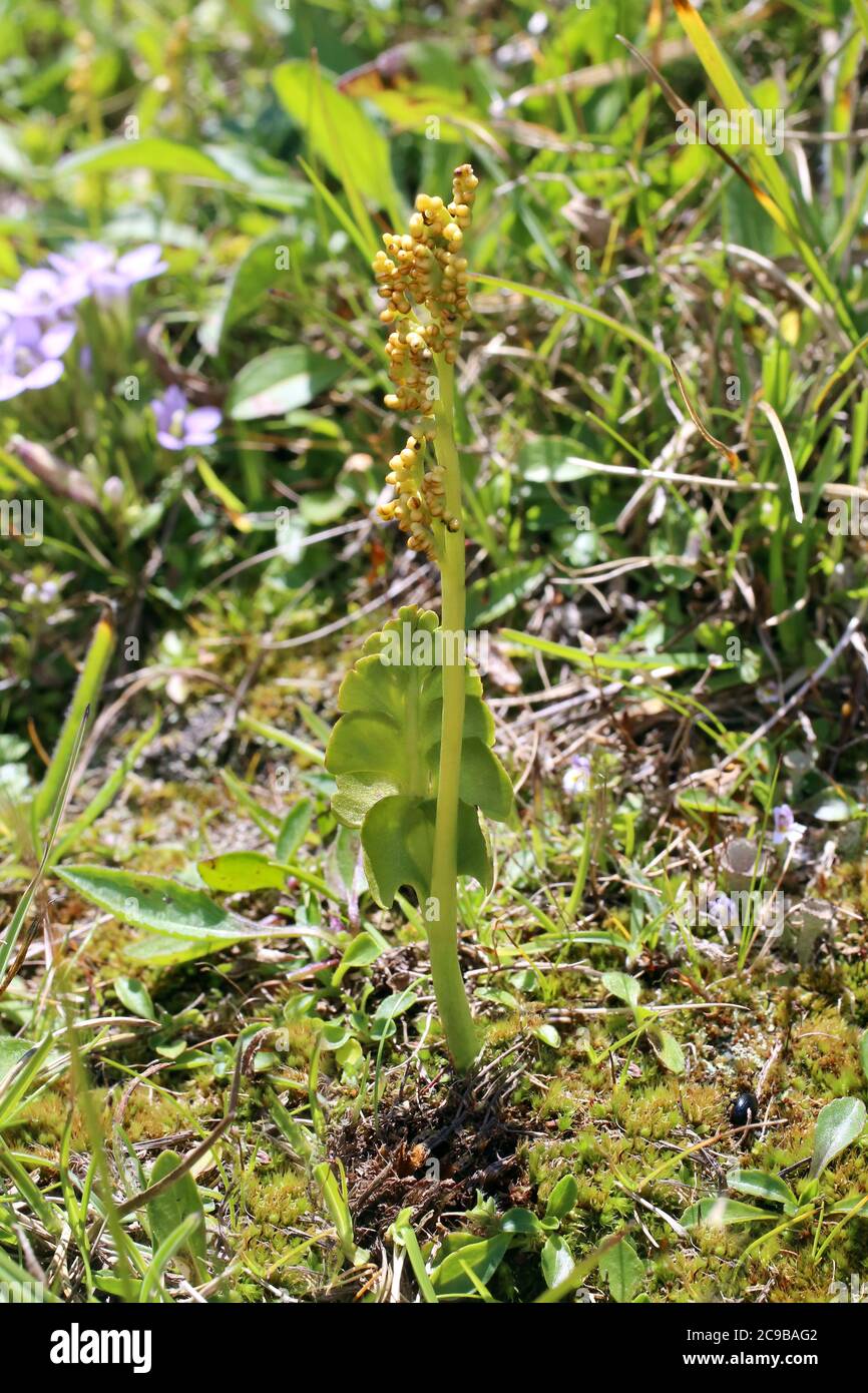Moonwort botrychium lunaria hi-res stock photography and images - Alamy