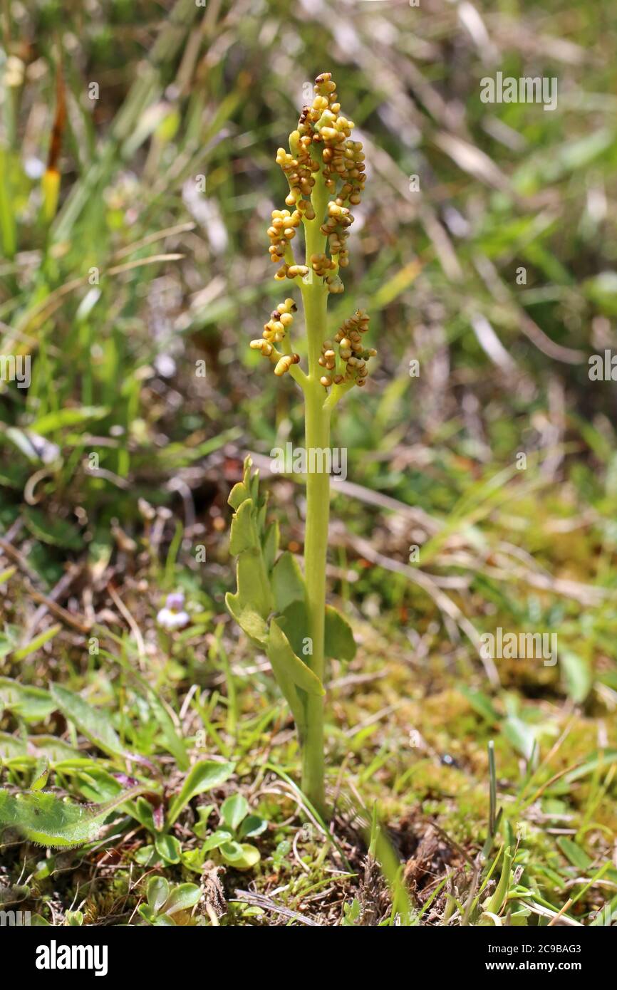 Moonwort fern hi-res stock photography and images - Alamy