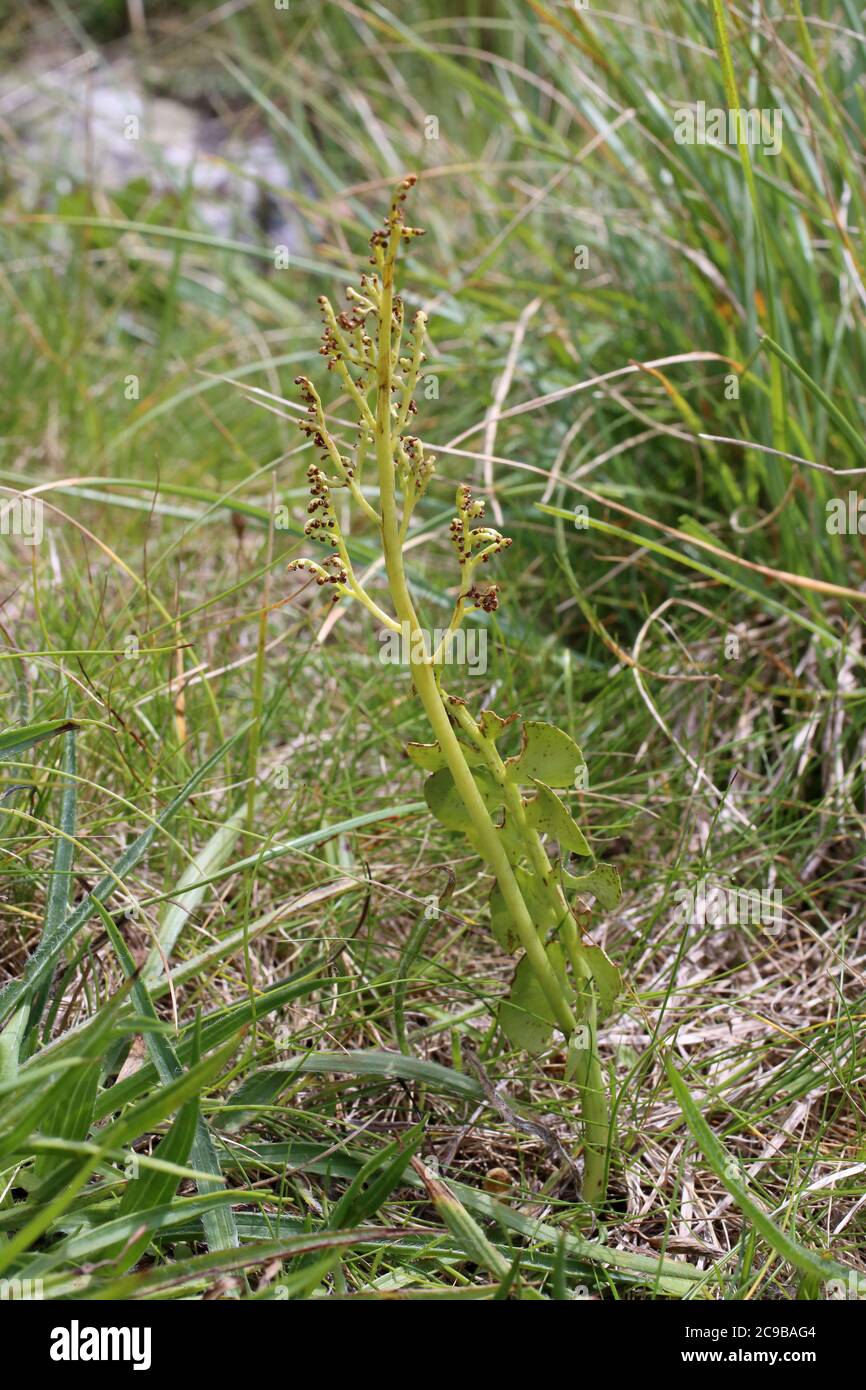Moonwort botrychium lunaria hi-res stock photography and images - Alamy