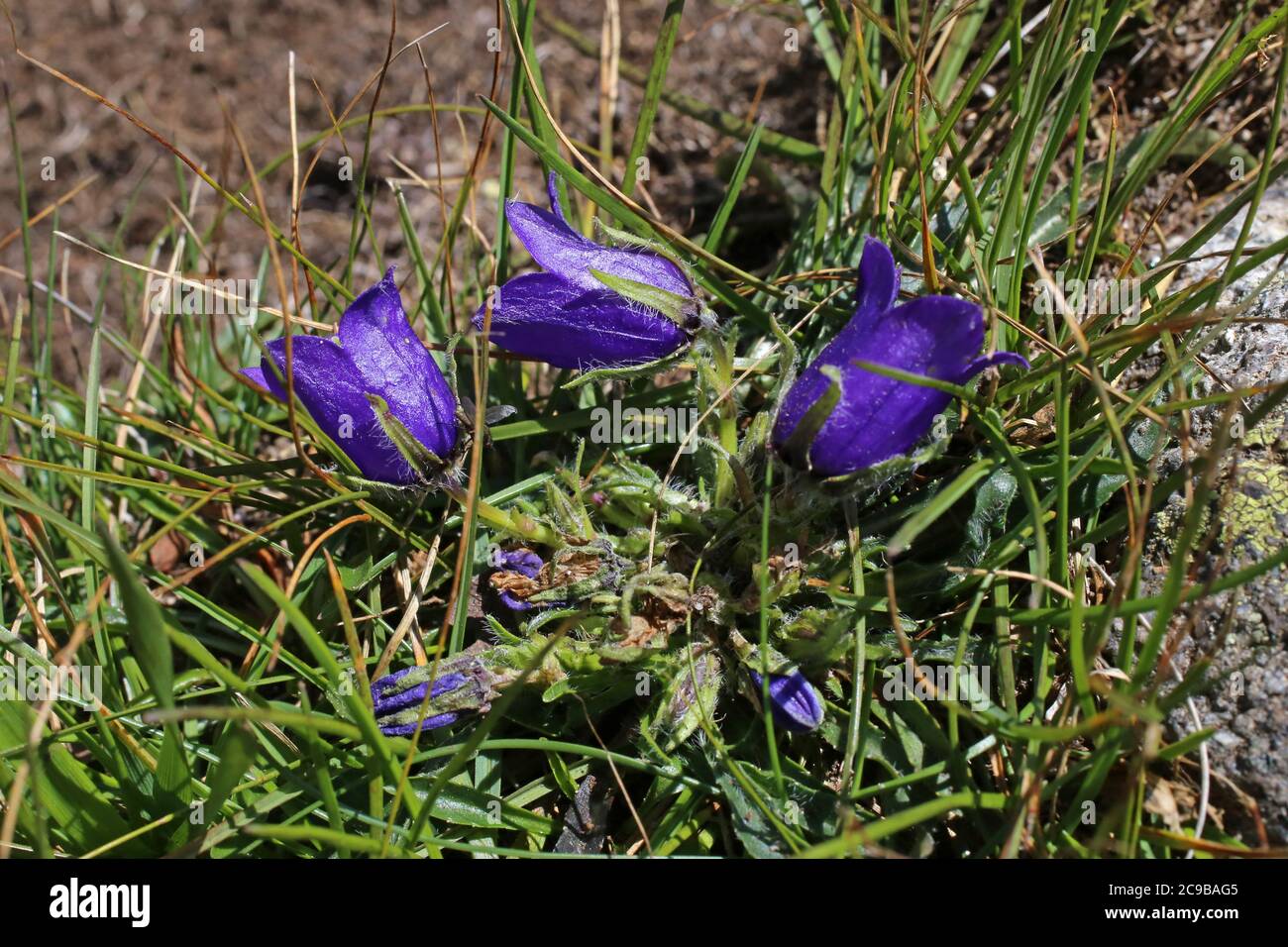 Campanula alpina, Alpine Bellflower. Wild plant shot in summer Stock ...