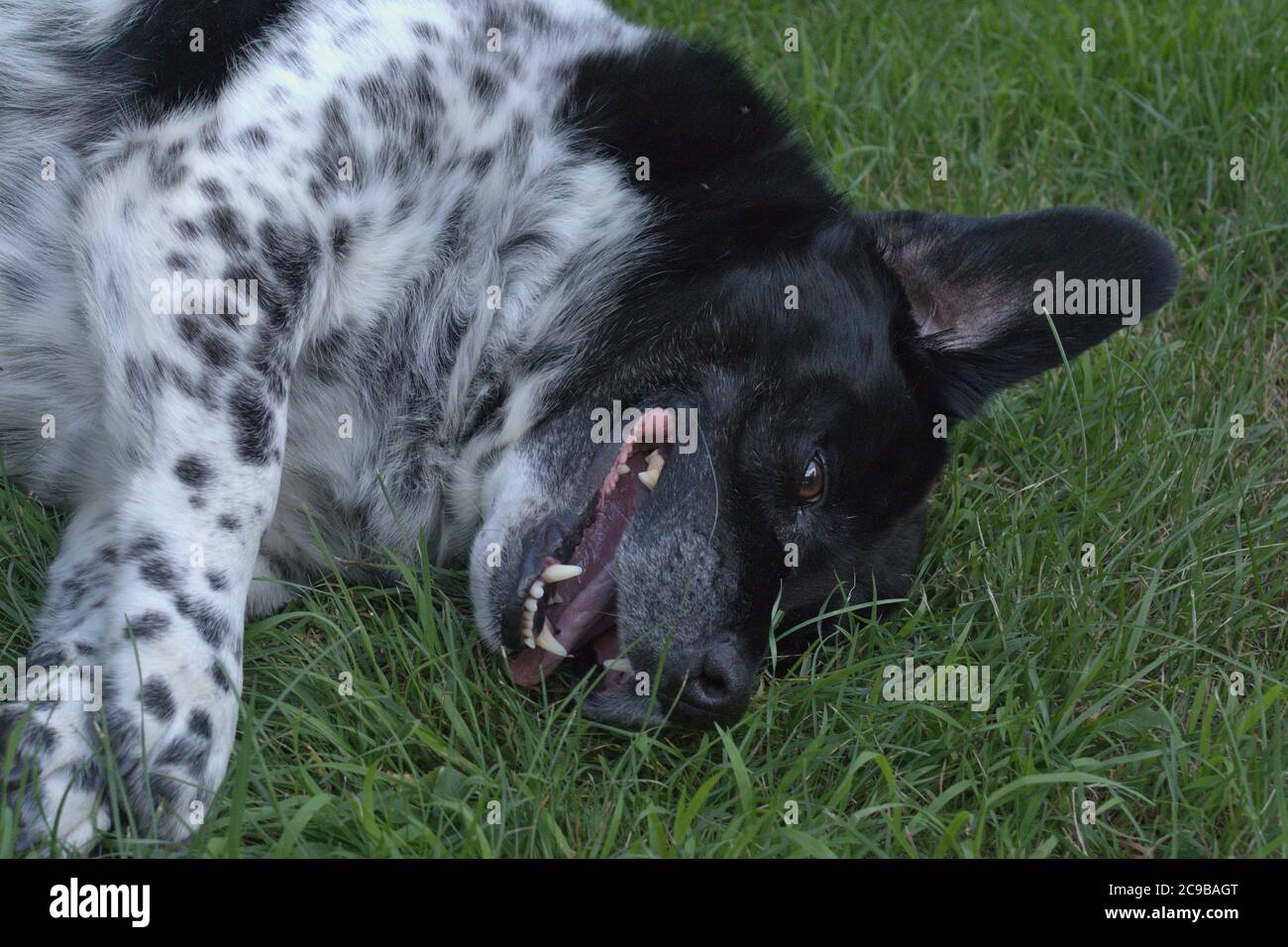 cute dog rolling around in grass being happy Stock Photo - Alamy