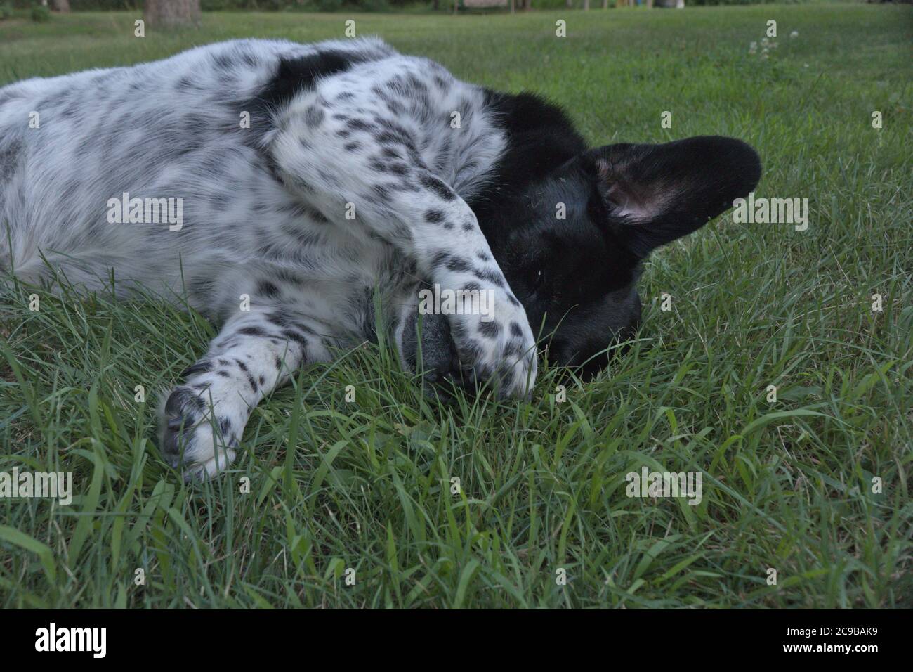 cute dog rolling around in grass being happy Stock Photo - Alamy