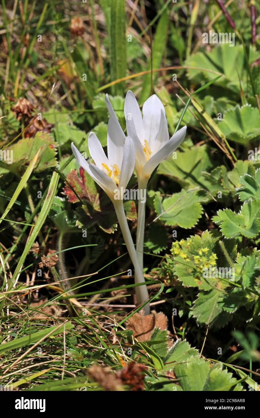 Colchicum autumnale, Autumn crocus, Meadow saffron. Wild plant shot in ...