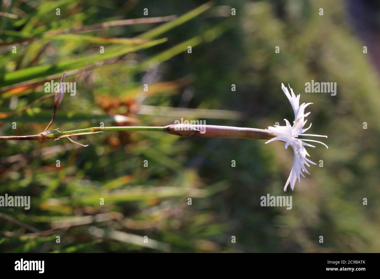 Dianthus petraeus flower hi-res stock photography and images - Alamy
