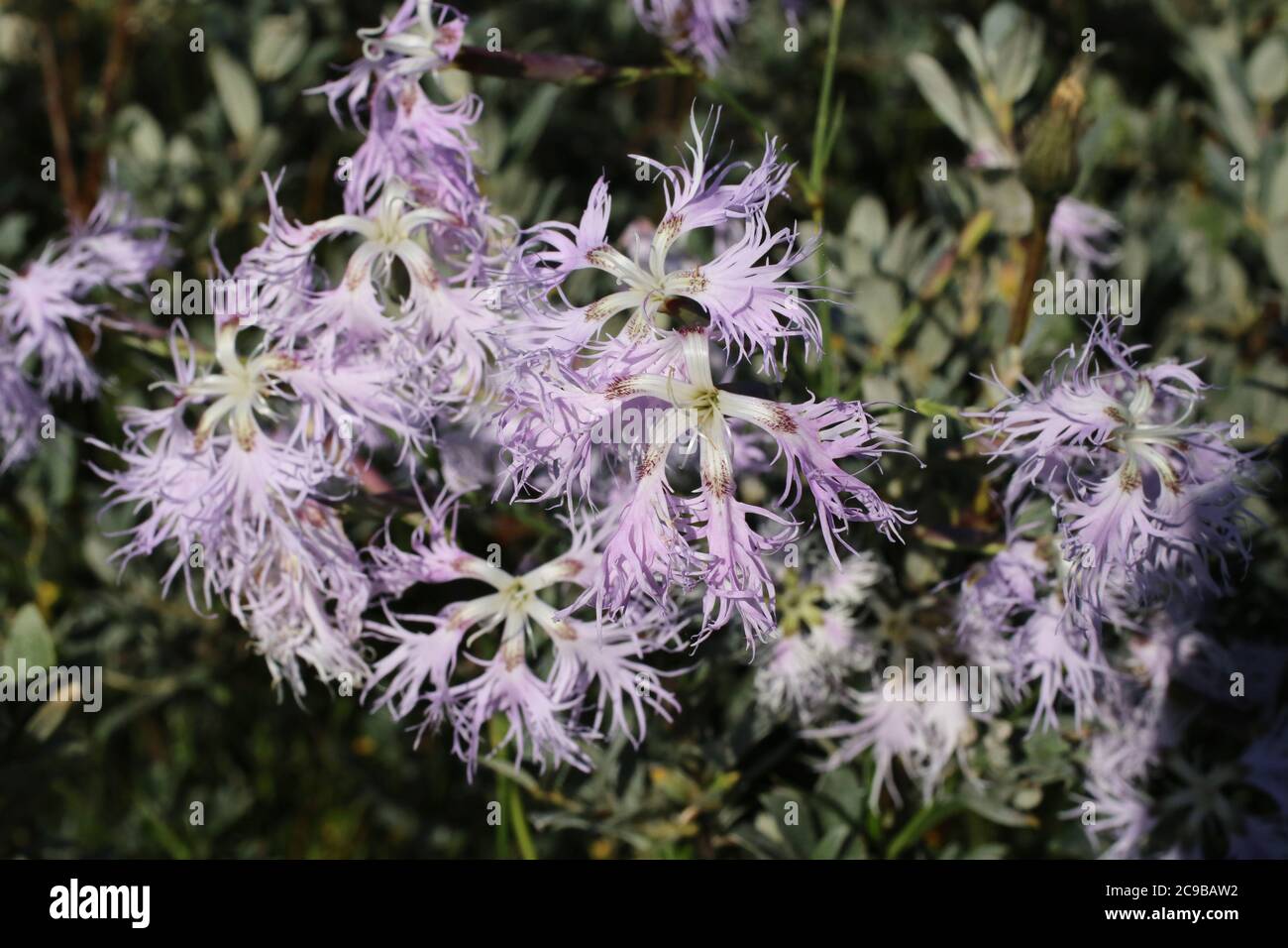 Dianthus Superbus High Resolution Stock Photography and Images - Alamy