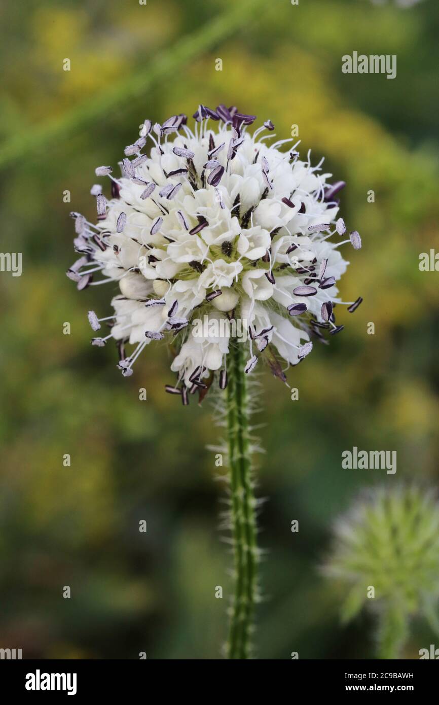Teasel wild hi-res stock photography and images - Alamy