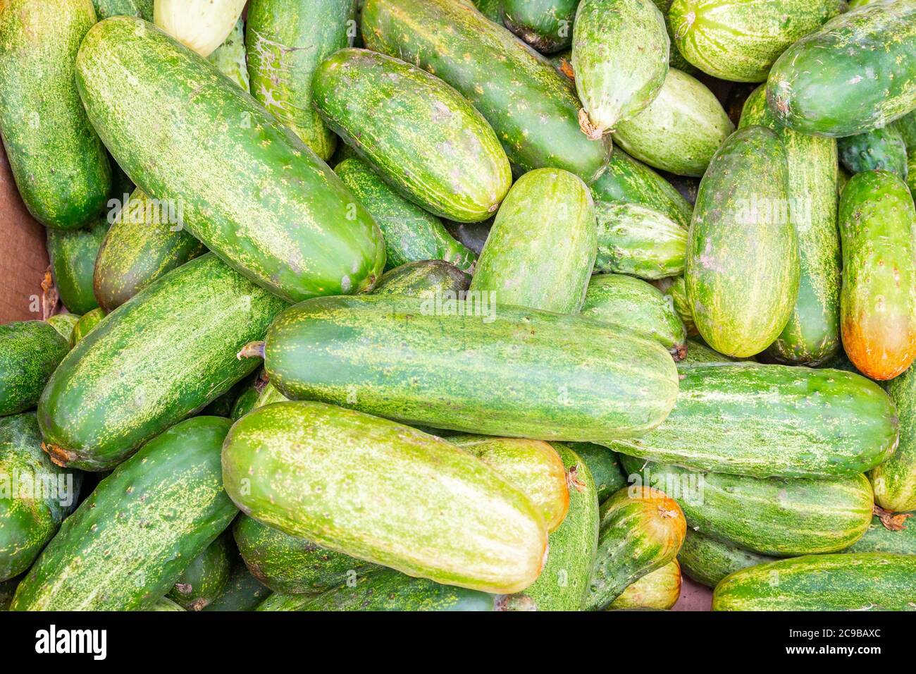 Solid background of fresh ripe and natural cucumbers Stock Photo - Alamy
