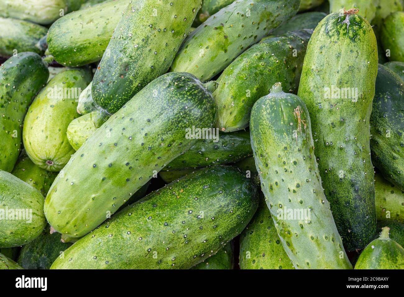 Solid background of fresh ripe and natural cucumbers Stock Photo - Alamy