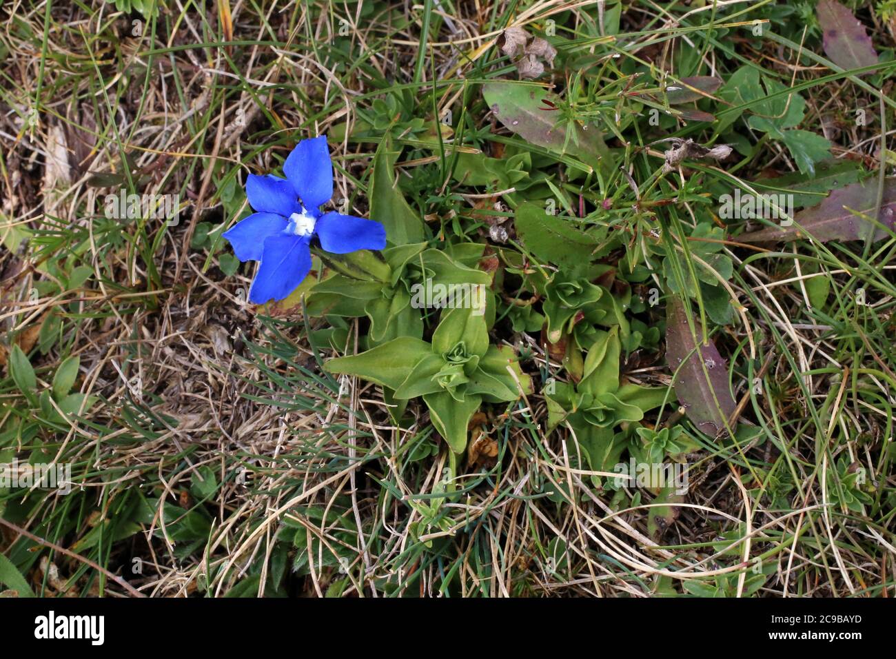 Gentiana verna flowers hi-res stock photography and images - Alamy