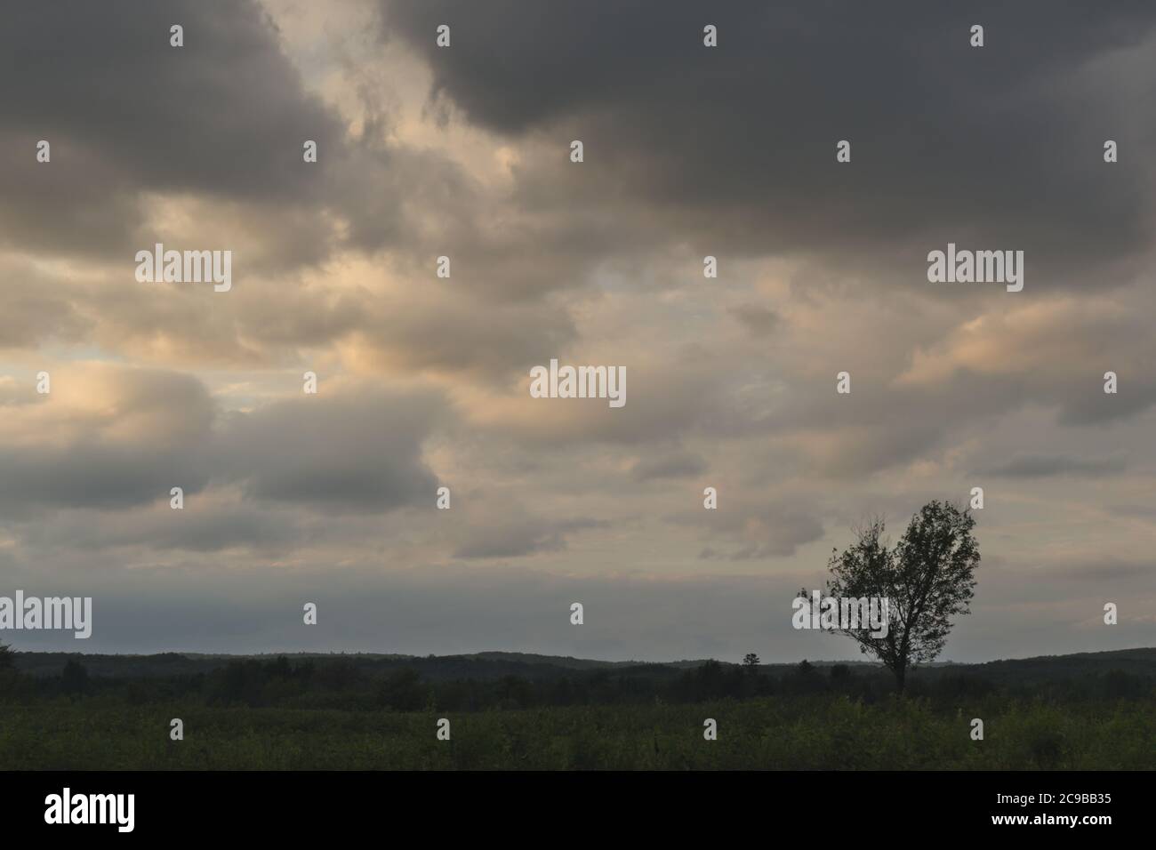 Tree dark field hi-res stock photography and images - Alamy
