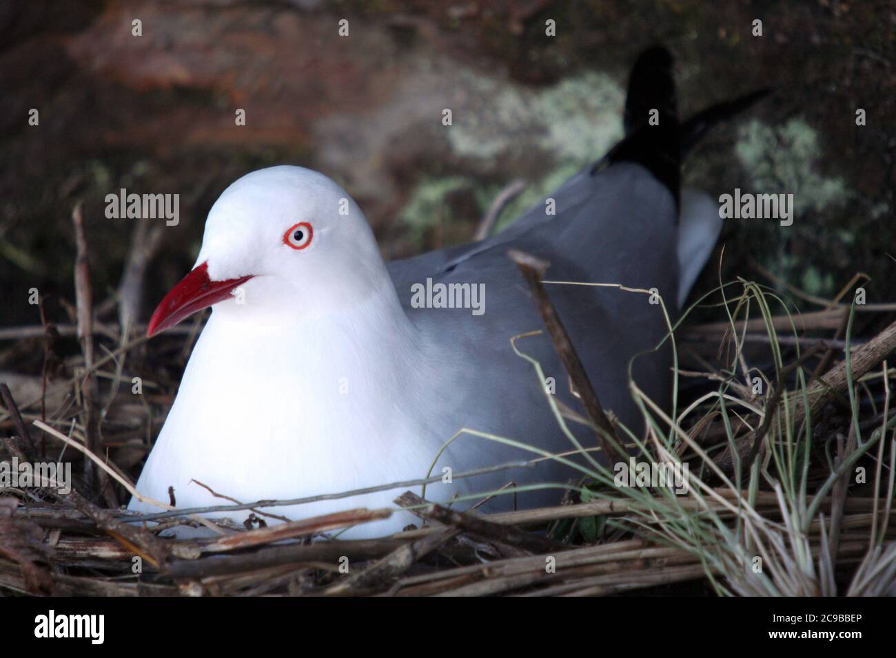 Australian silver gulls hi-res stock photography and images - Alamy