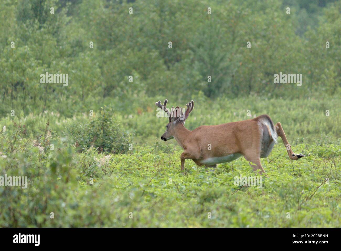 Whitetail deer field hi-res stock photography and images - Alamy