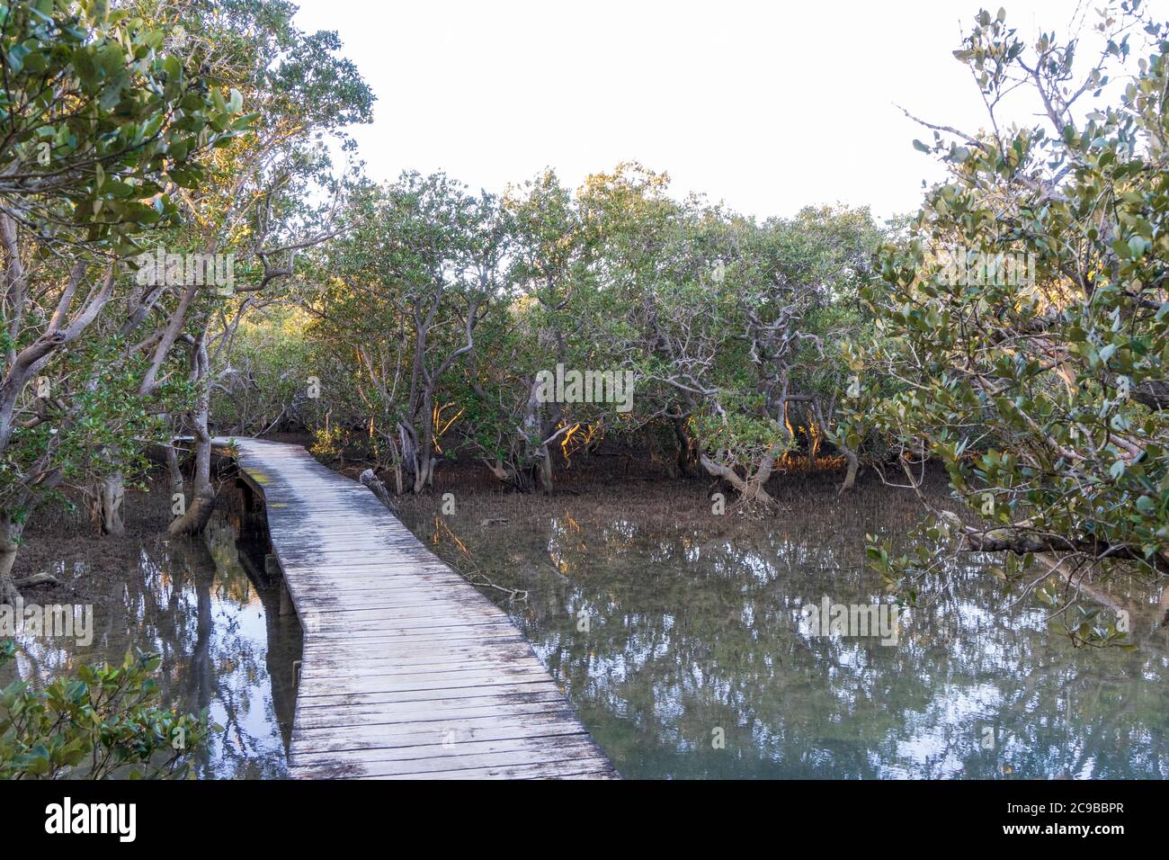 Walkway through the mangrove forest. Walking track to the Haruru Falls ...