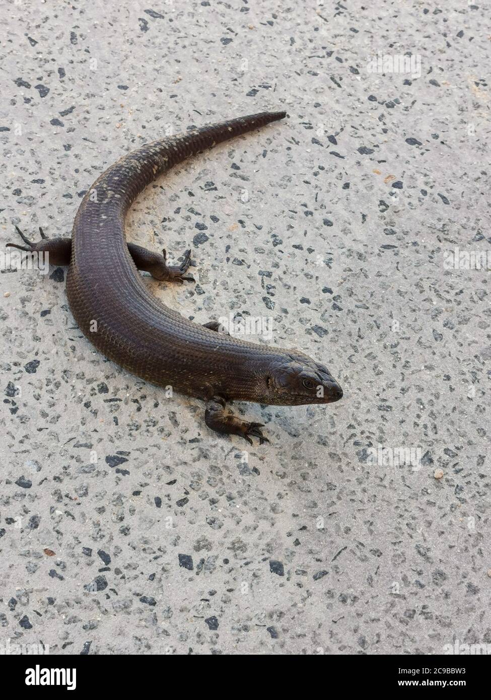 Skinks hi-res stock photography and images - Alamy