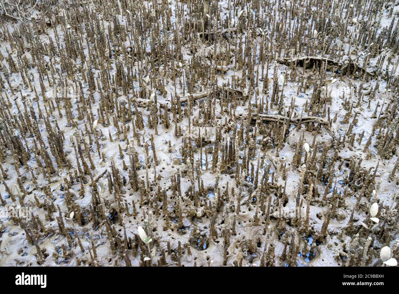 Mangroove roots hi-res stock photography and images - Alamy