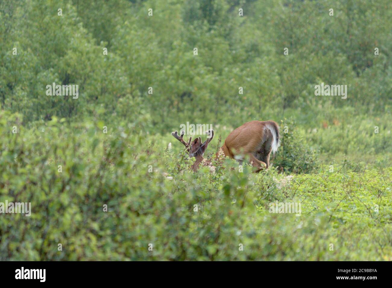 Browsing and grazing hi-res stock photography and images - Alamy