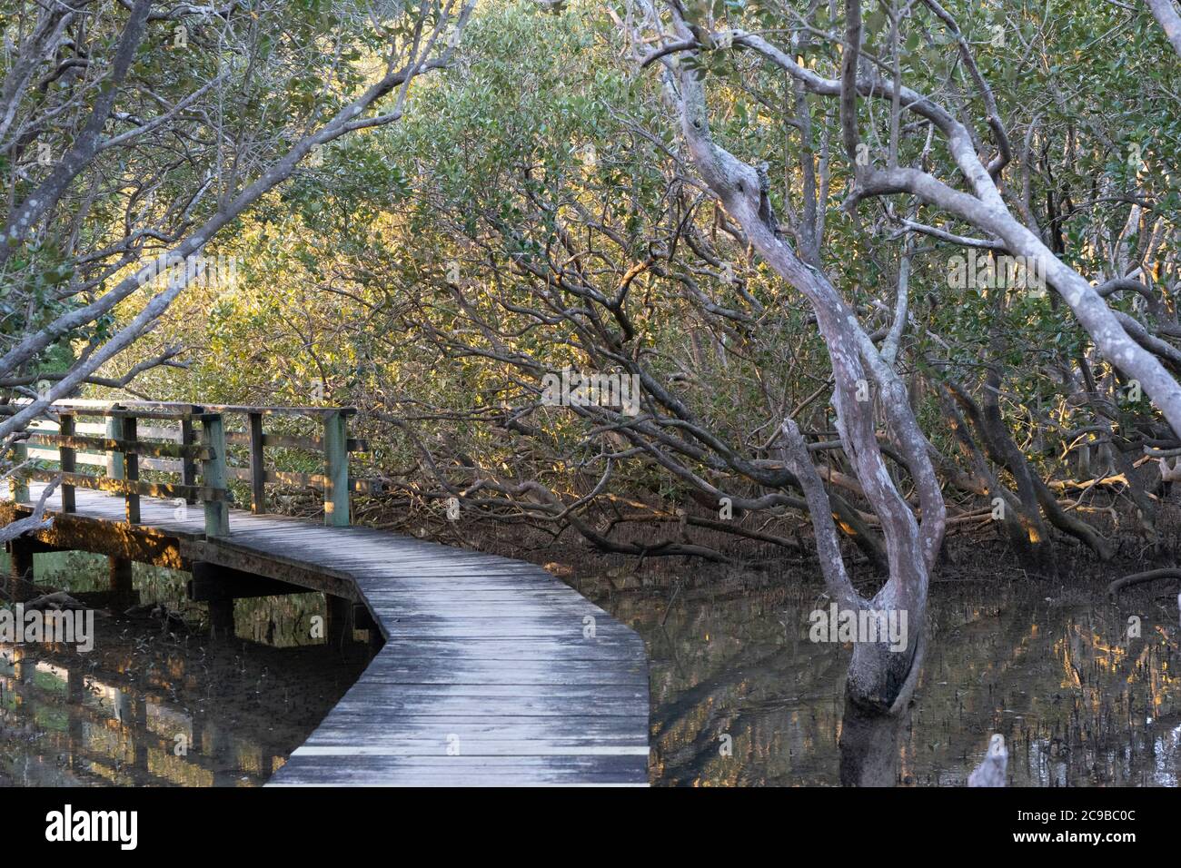 Walkway through the mangroves forest. Walking track to the Haruru Falls ...