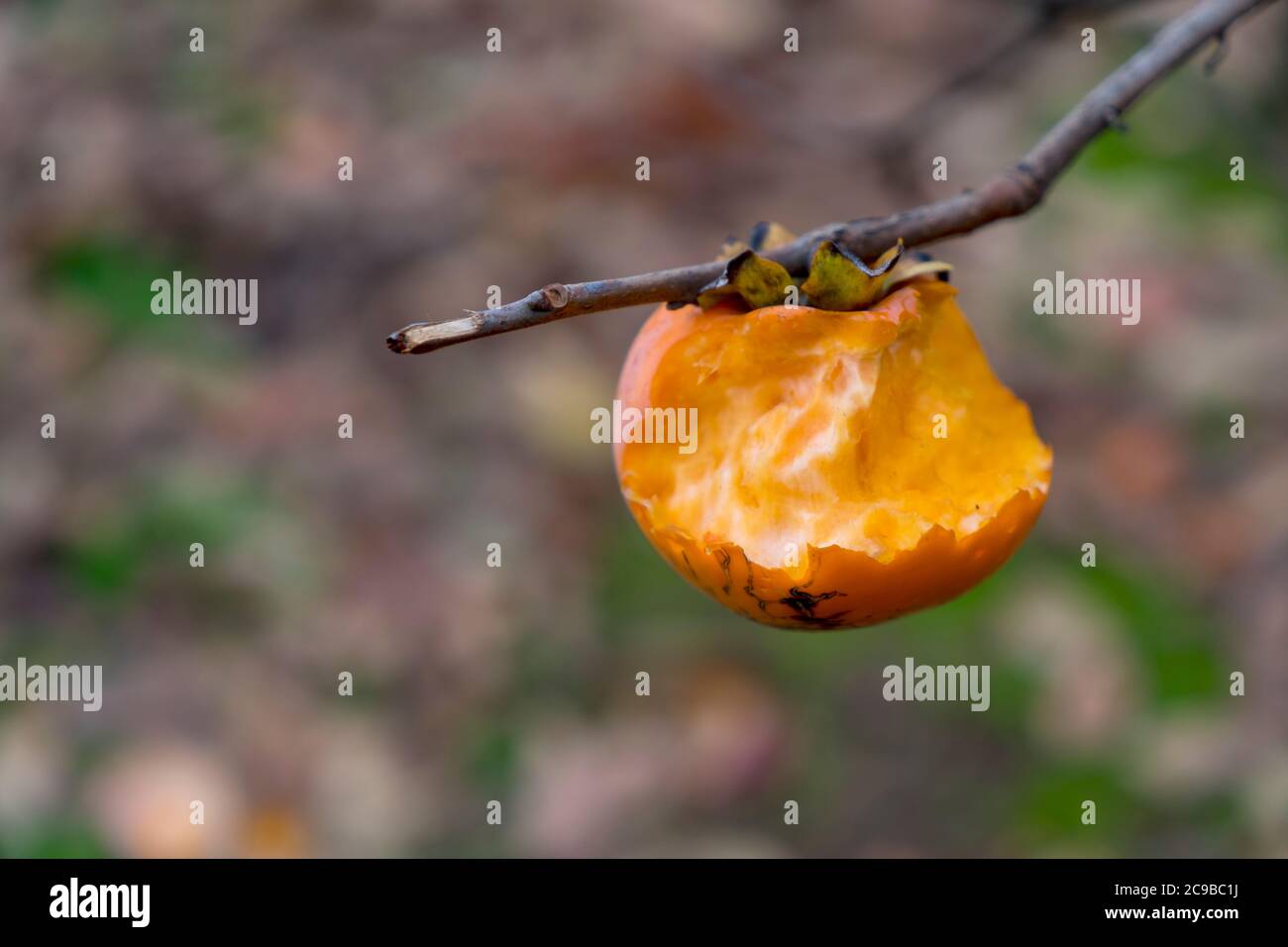 Half eaten by birds persimmon isolated on a branch tree on gray-green ...