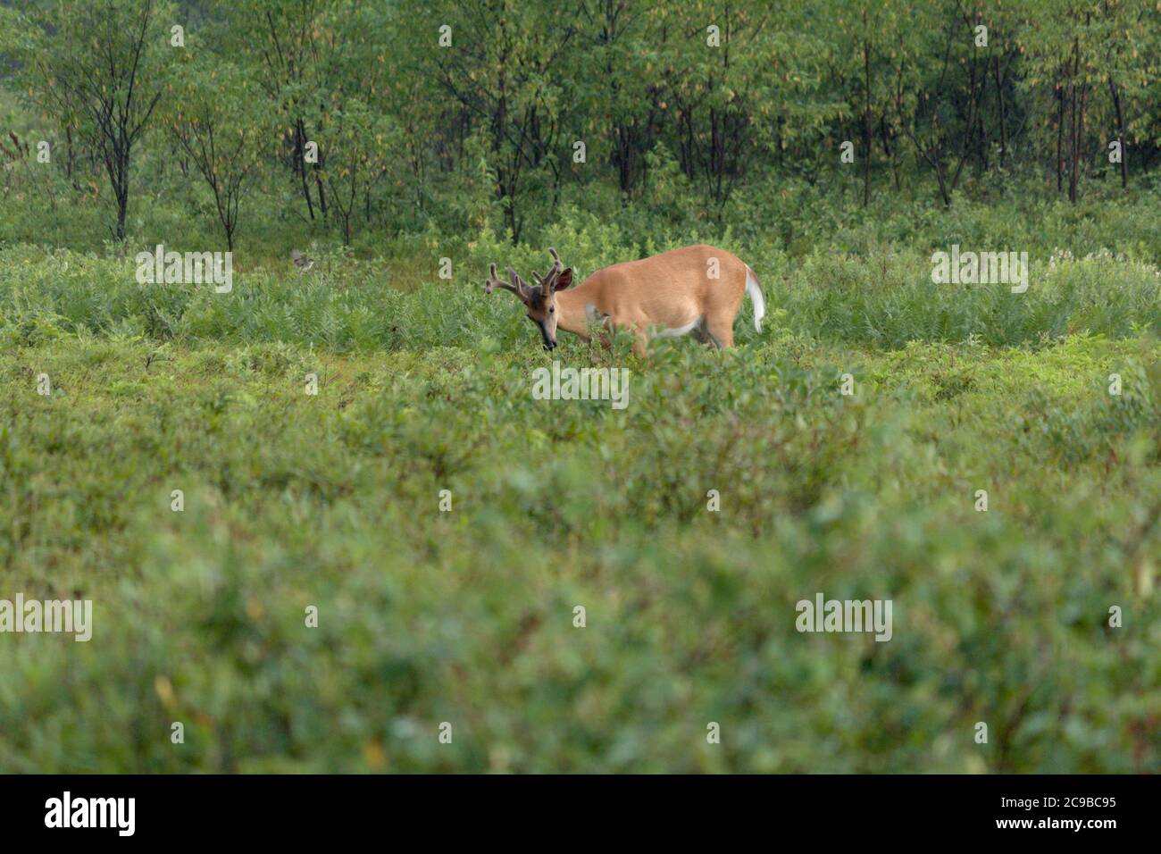 whitetail deer grazing in field Stock Photo - Alamy