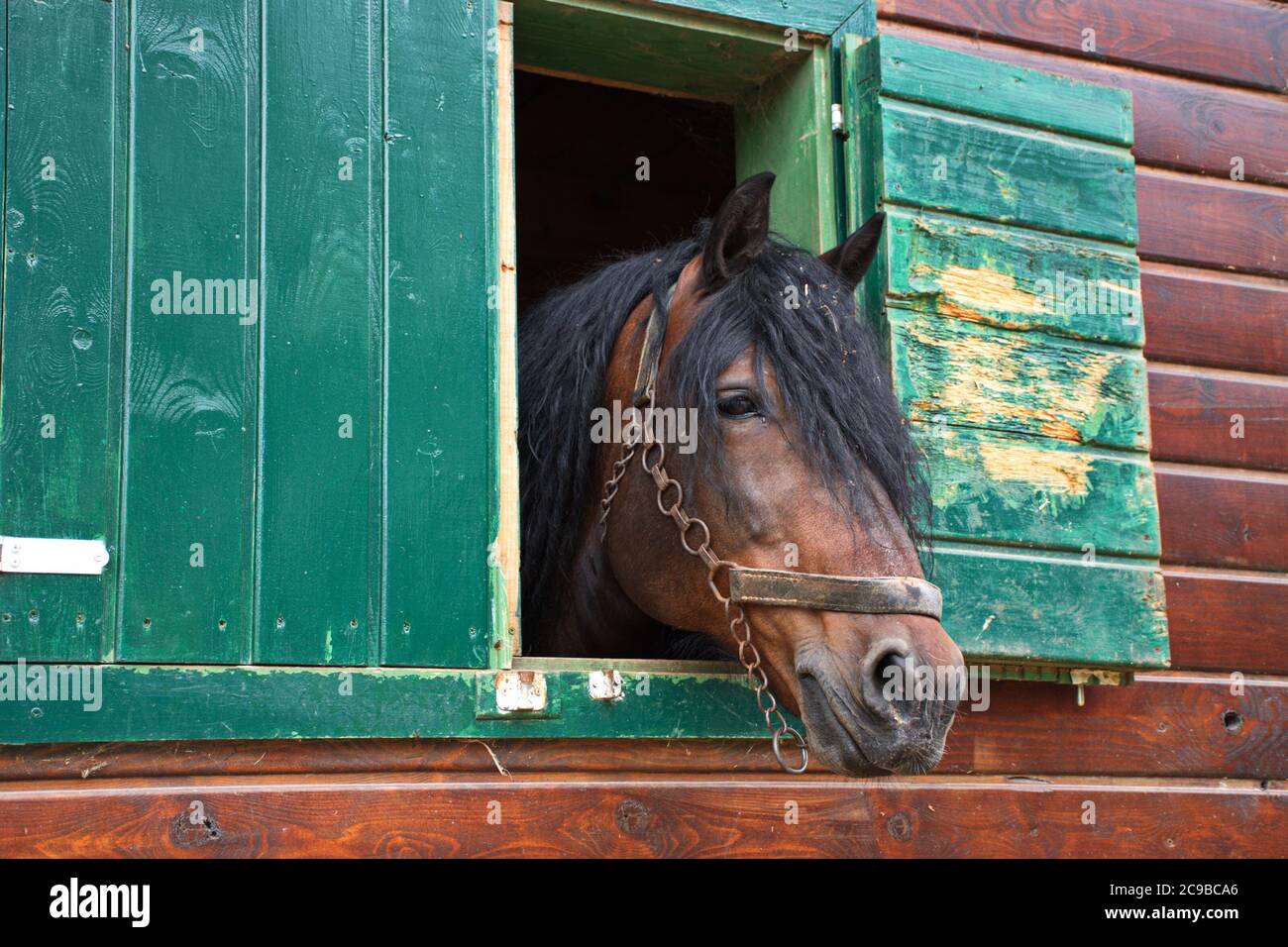 Brown horse in the stable looking out of the window of the stall Stock ...