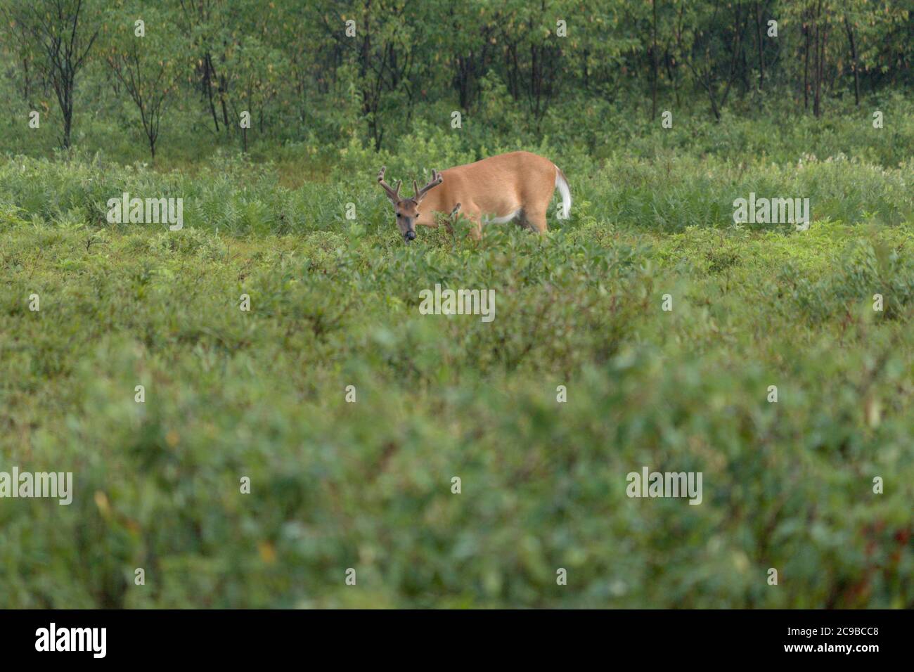Grazing creatures hi-res stock photography and images - Alamy