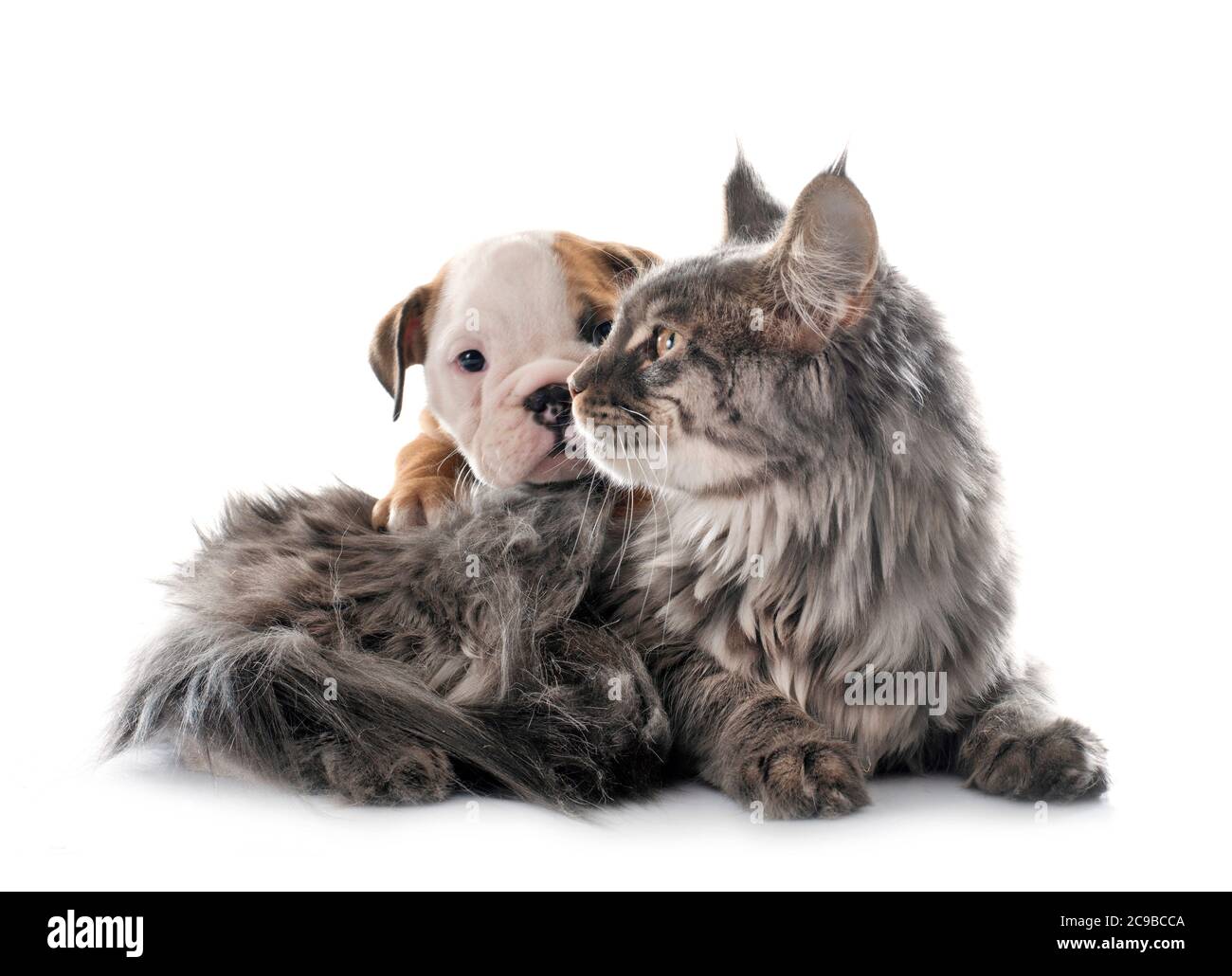 puppy english bulldog and cat in front of white background Stock Photo ...