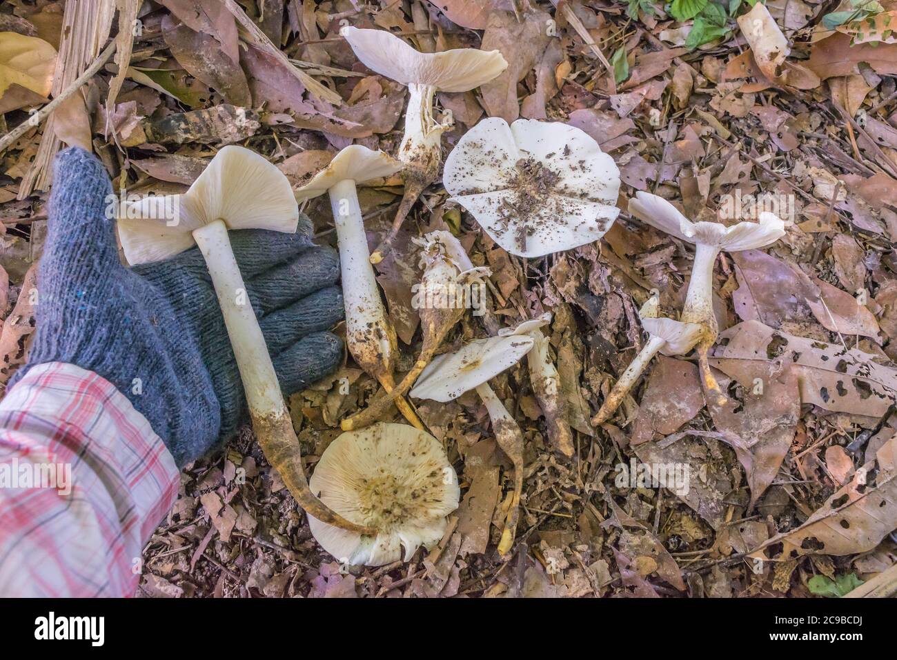 Termitomyces microcarpu, mushroom , local food in Thailand Stock Photo ...