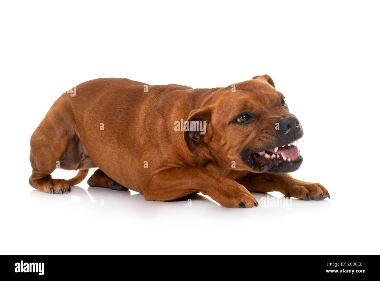 aggressive stafforshire bull terrier in front of white background Stock ...