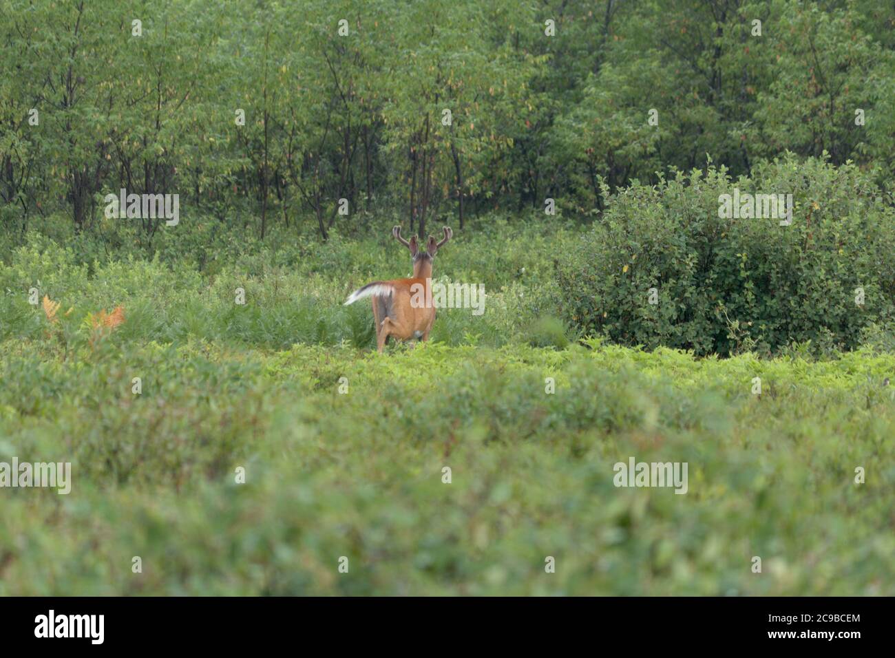 whitetail deer grazing in field Stock Photo - Alamy