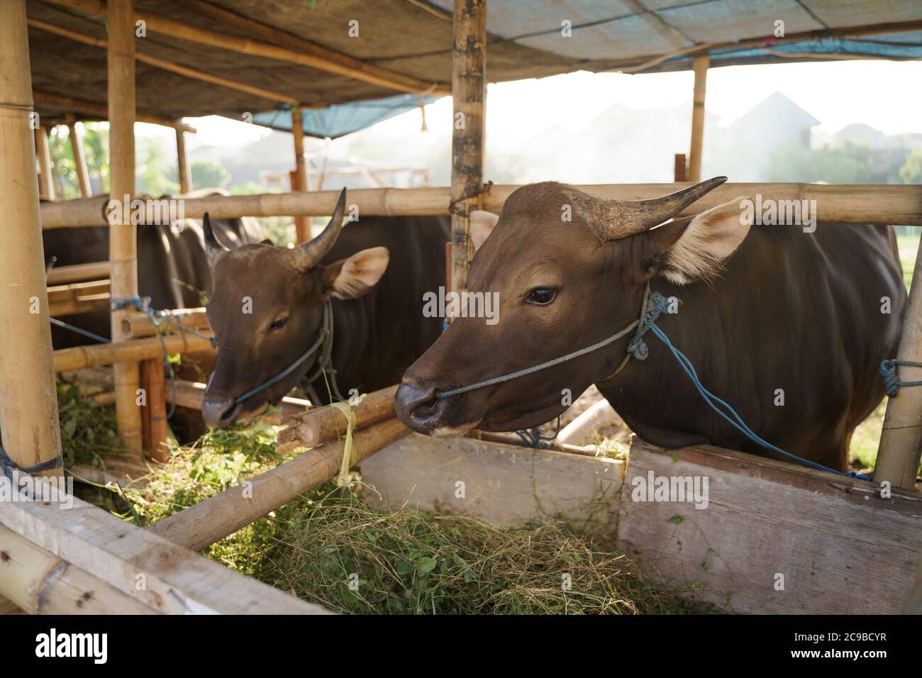 portrait of brown cow or bull in the traditional farm of indonesia ...