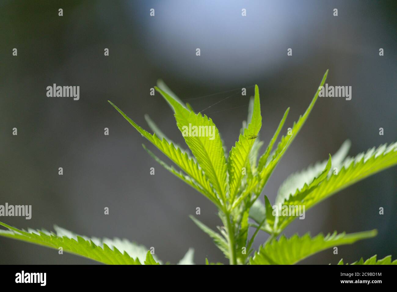 Hemp cannabis leaves products hi-res stock photography and images - Alamy