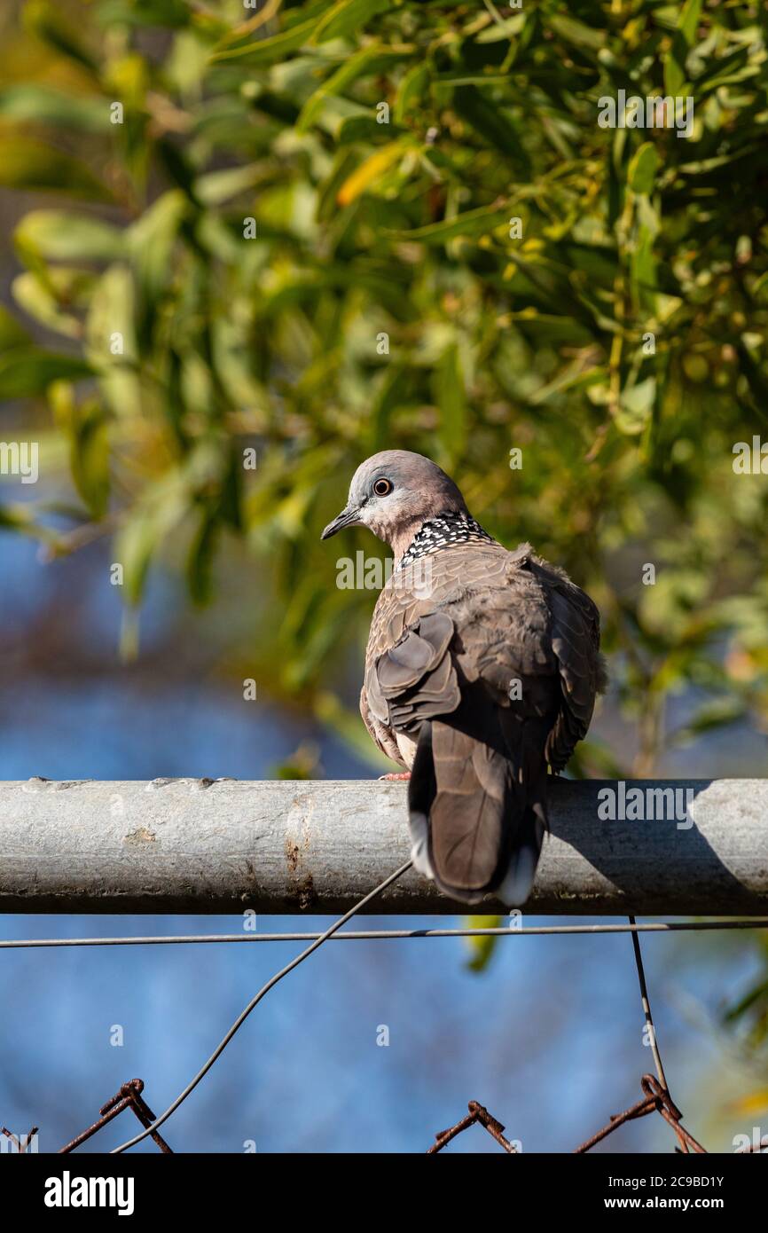 Australian doves hi-res stock photography and images - Alamy