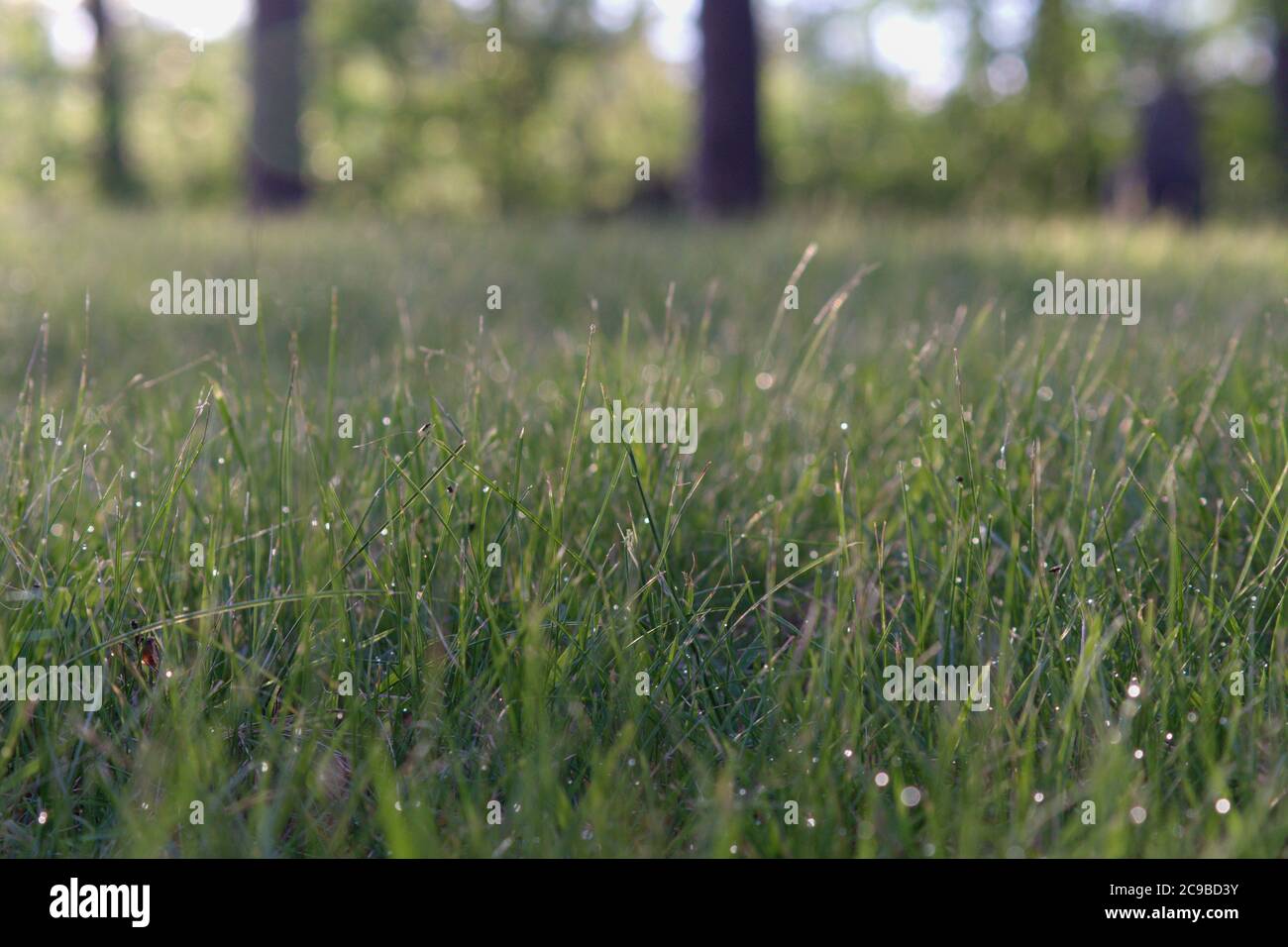 Carpet of morning dew hi-res stock photography and images - Alamy