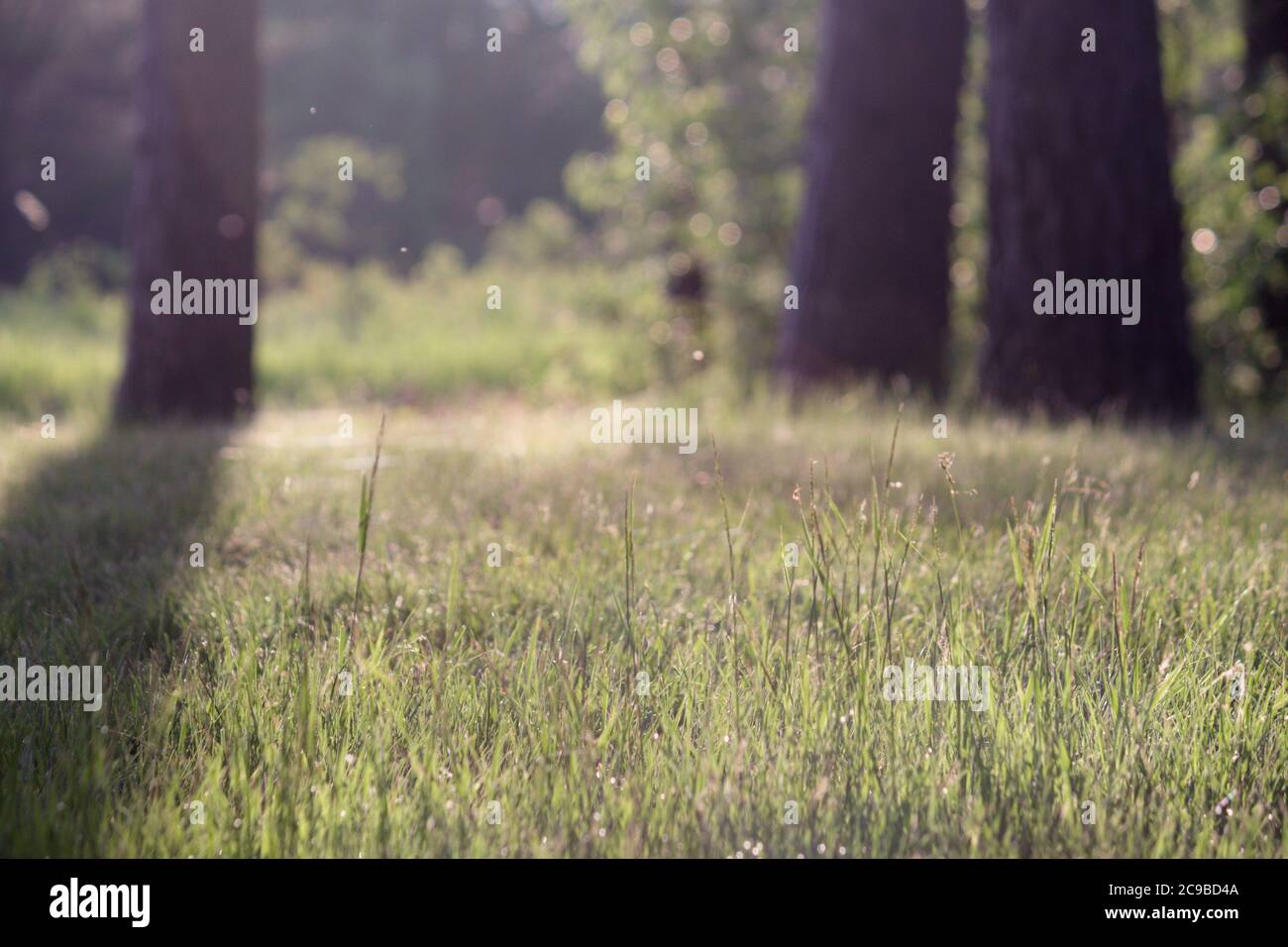 Misty morning grass covered hi-res stock photography and images - Alamy