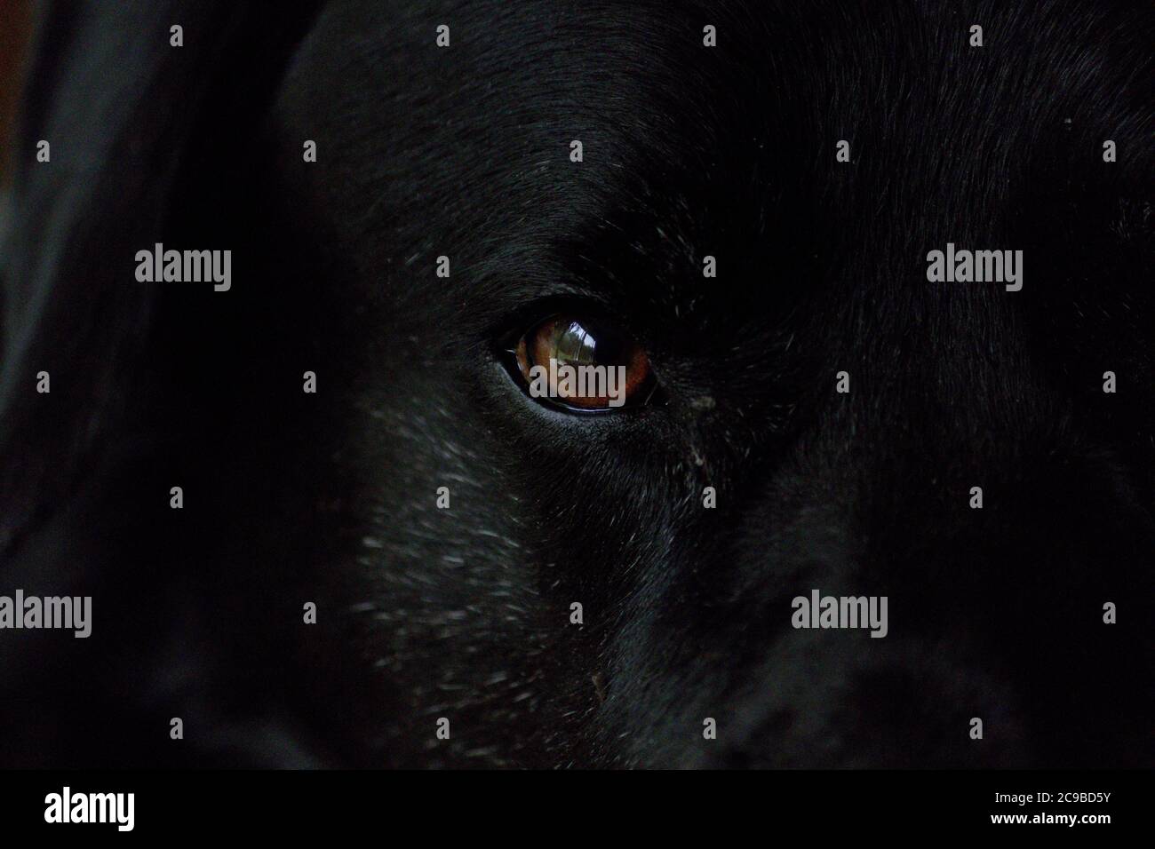 Close up dog eye hi-res stock photography and images - Alamy